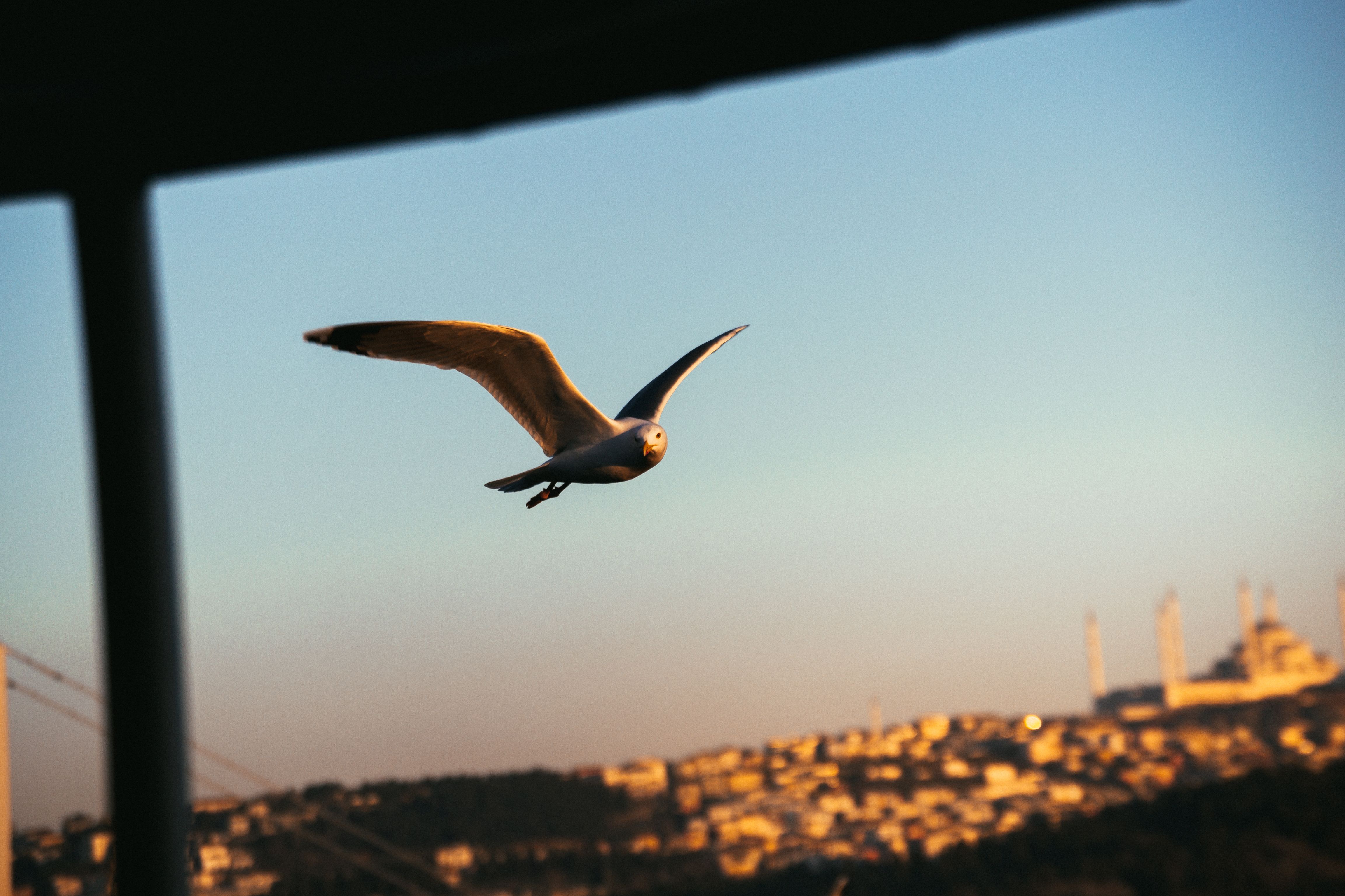 Seagull soaring over urban landscape at dusk · Free Stock Photo