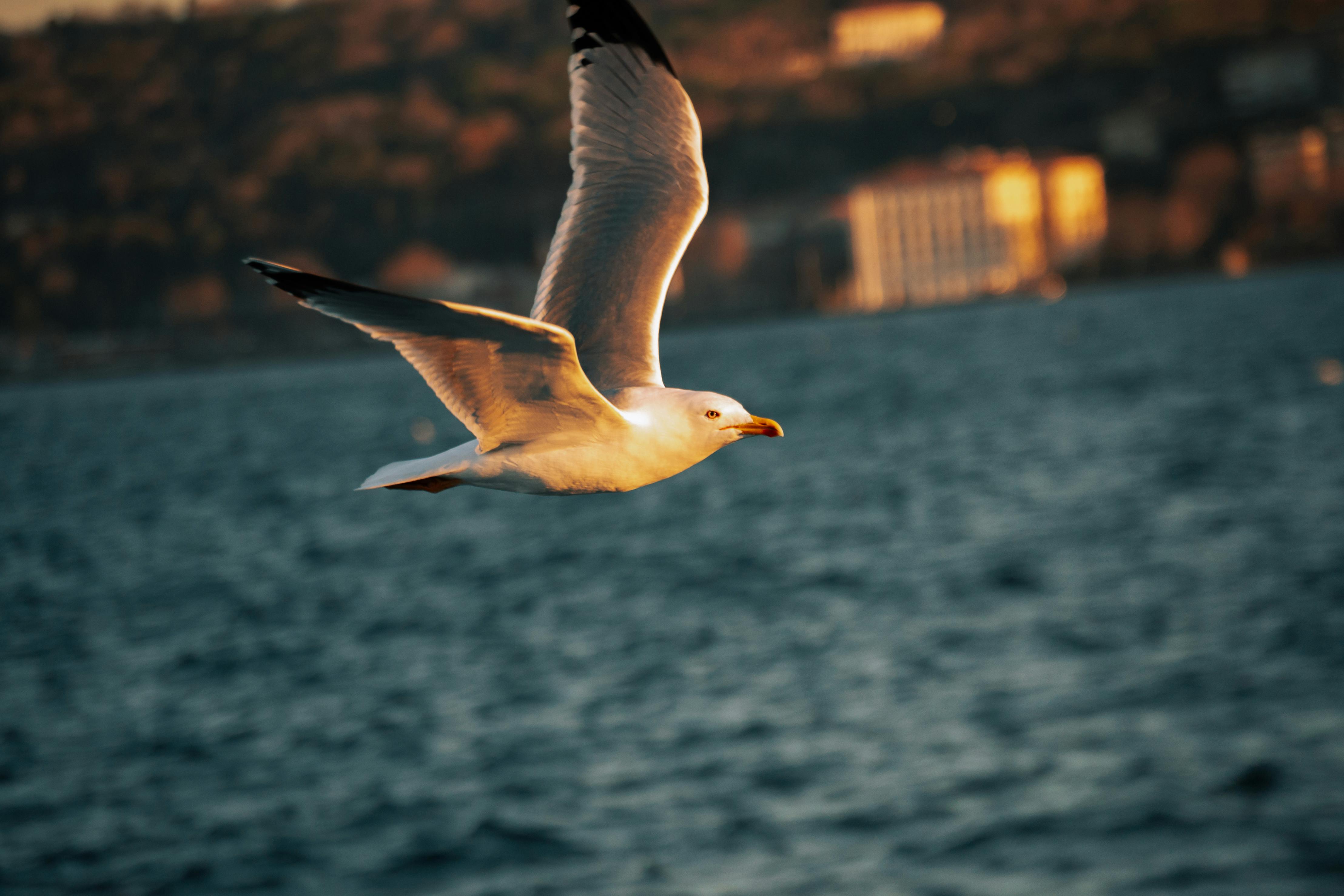 Familia Laridae Photos, Download The BEST Free Familia Laridae Stock Photos & HD Images