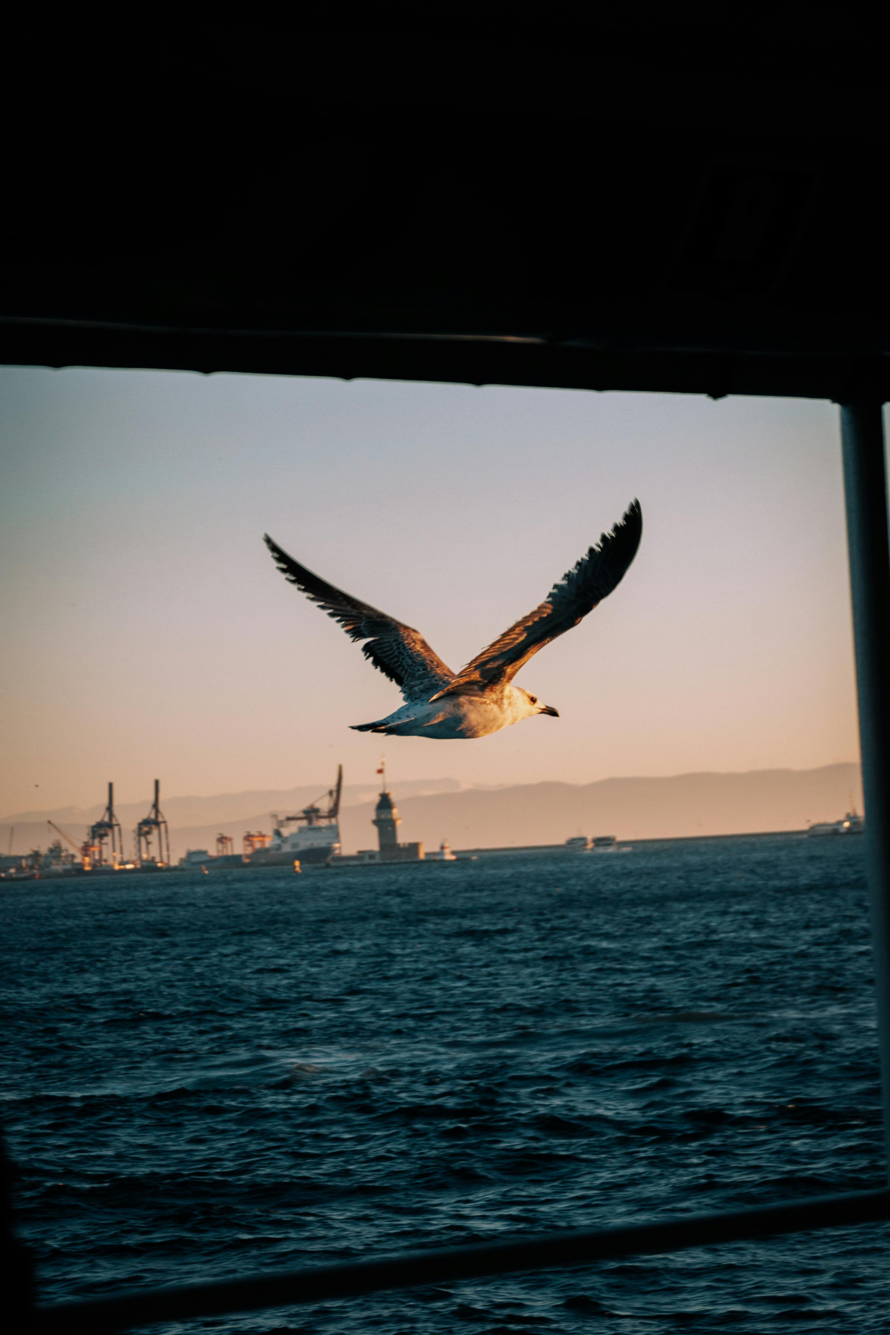 Seagull soaring over ocean at sunset · Free Stock Photo