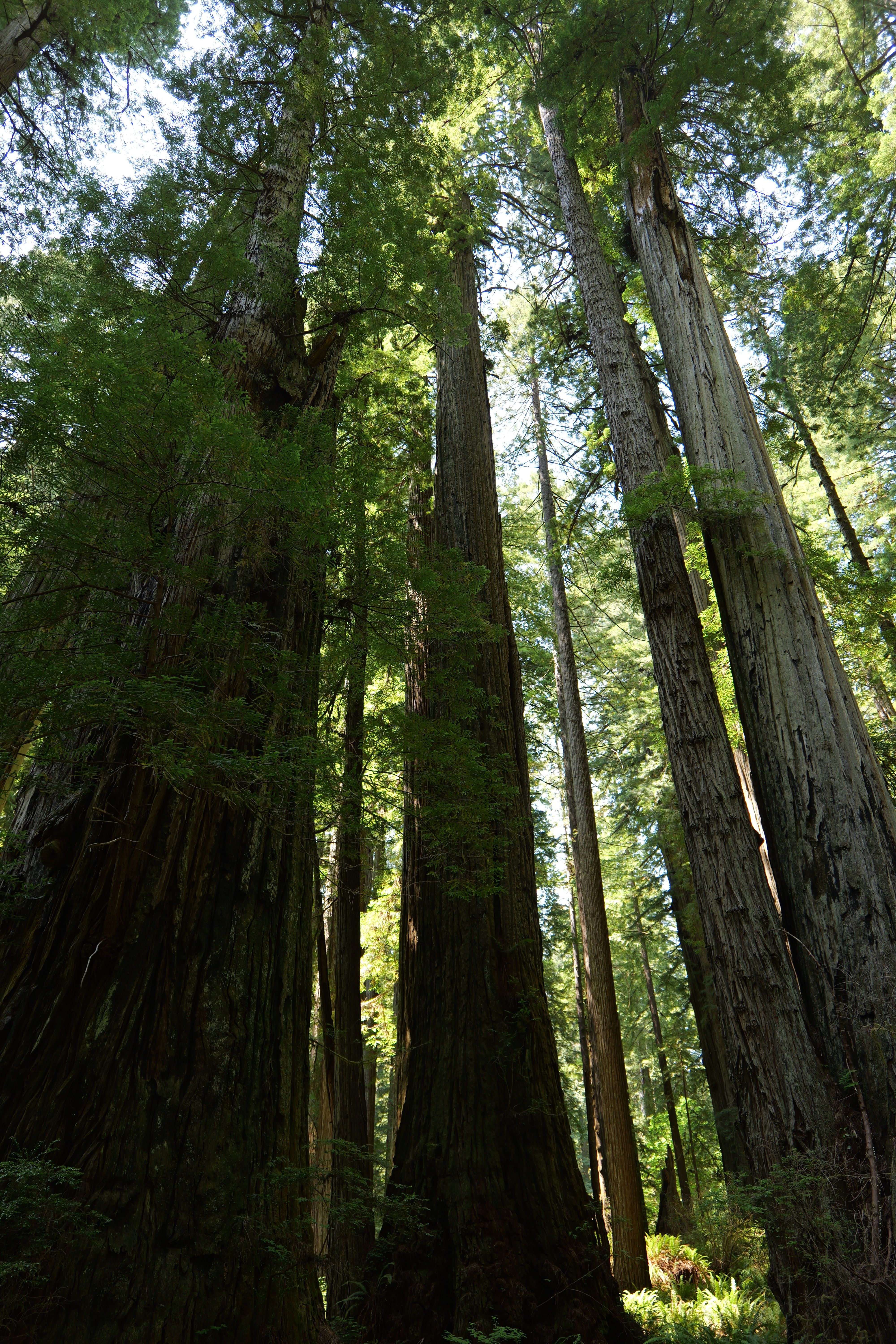 Majestic Redwood Trees in Sunlit Forest · Free Stock Photo