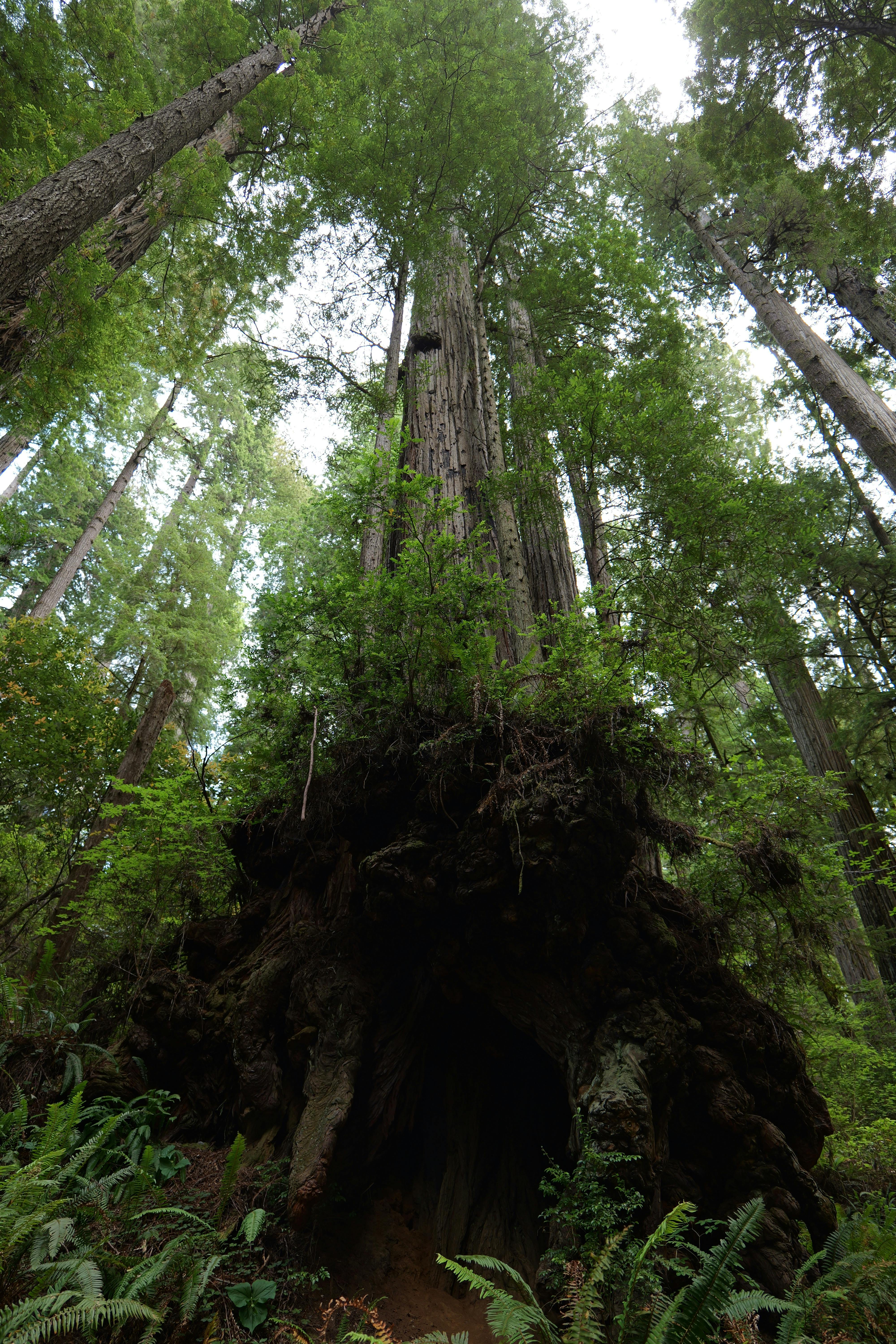 Majestic Redwood Forest Trees Towering Skyward · Free Stock Photo