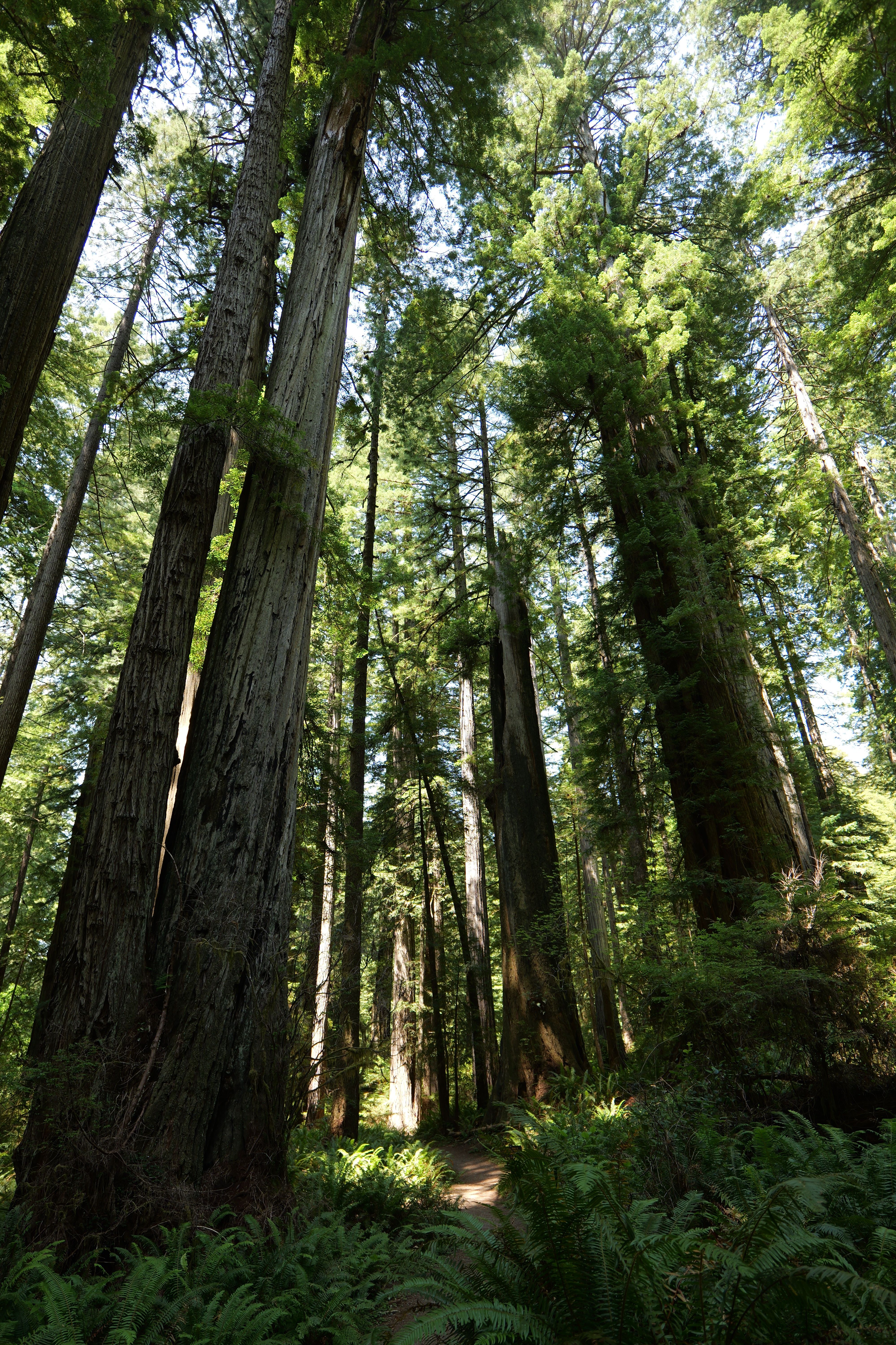 Majestic Redwood Forest Scene in Summer · Free Stock Photo