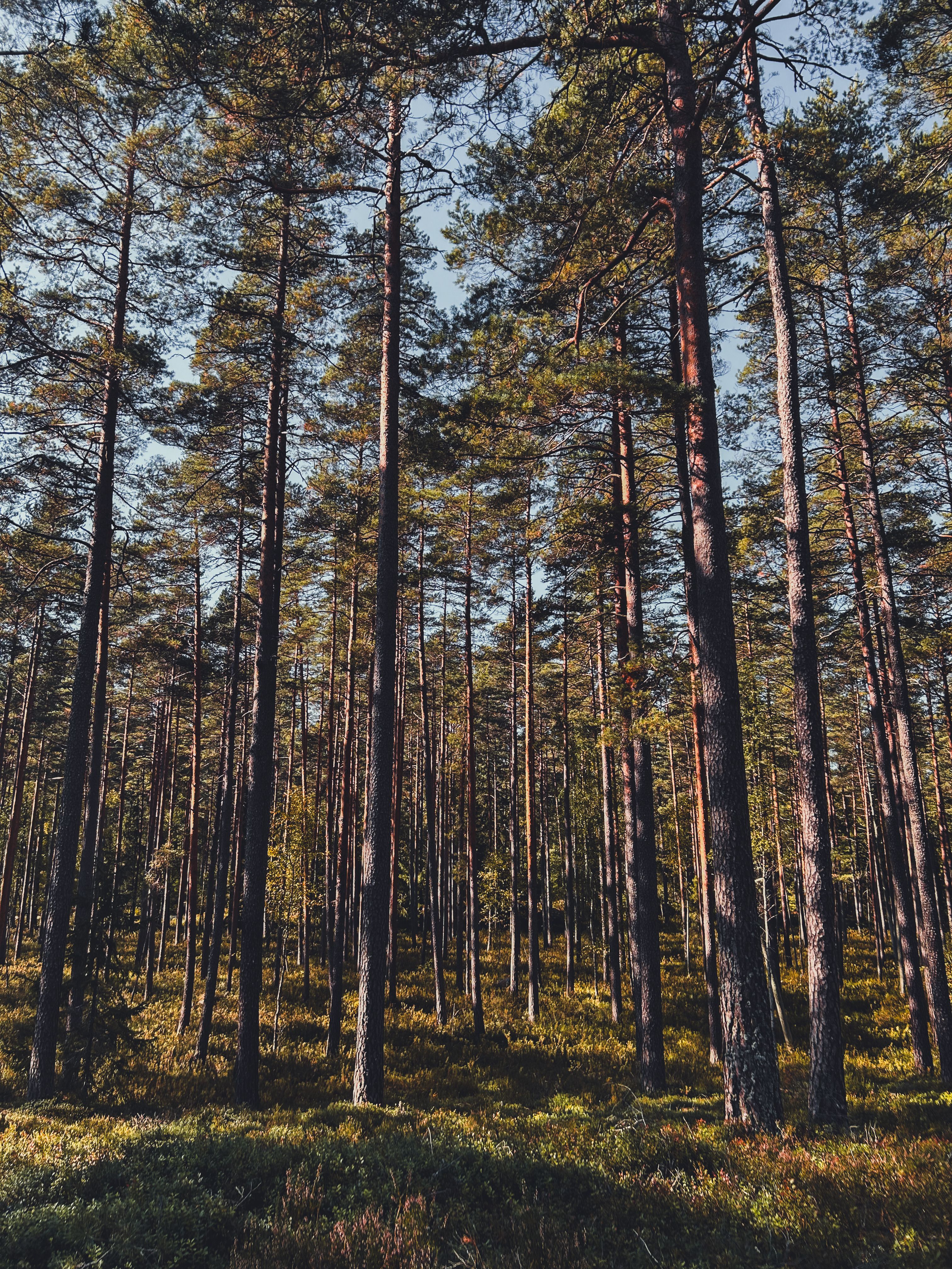 Serene Scandinavian Forest Landscape View · Free Stock Photo