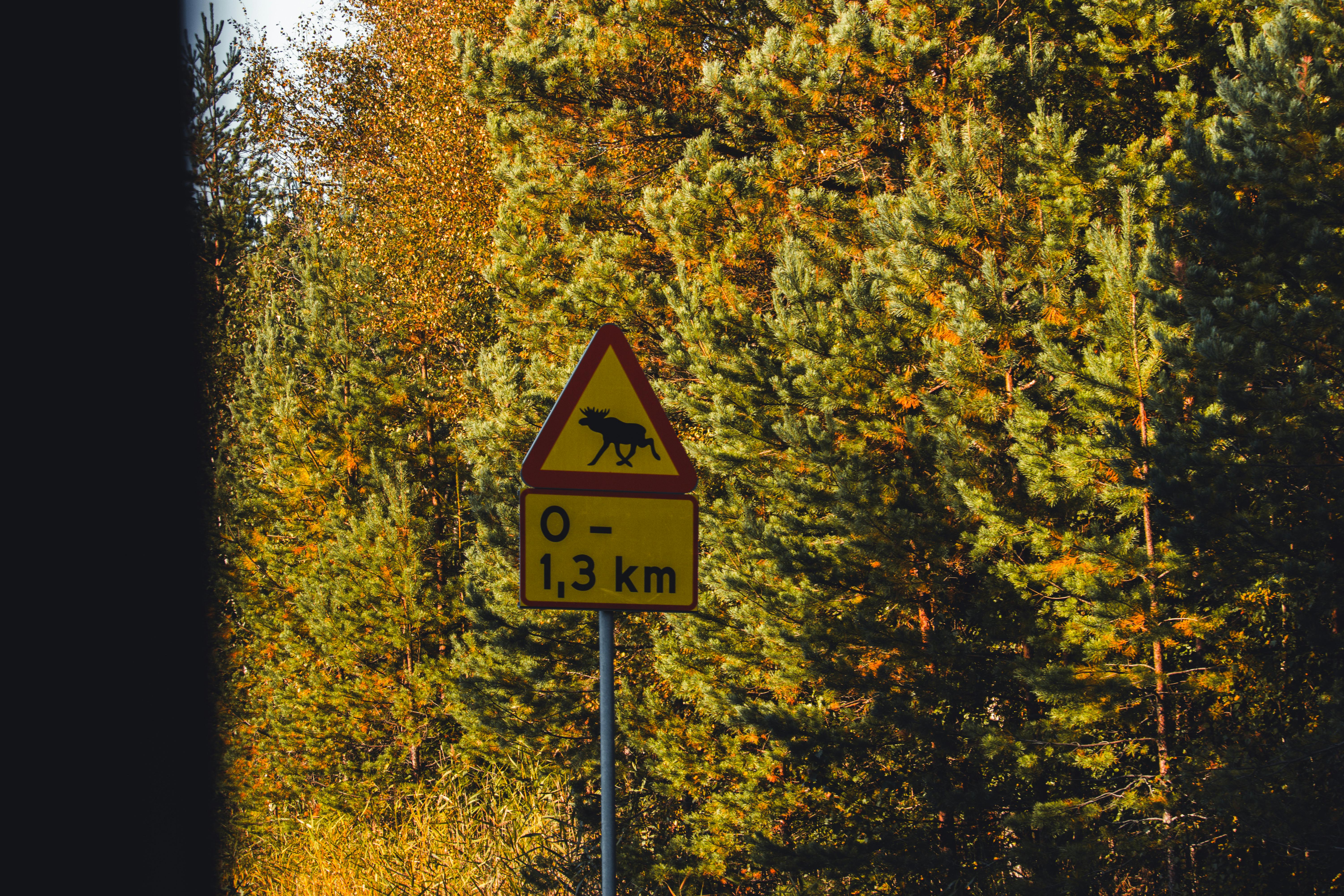 Moose Vehicle Collisions: Risks, Prevention, and Safety Tips