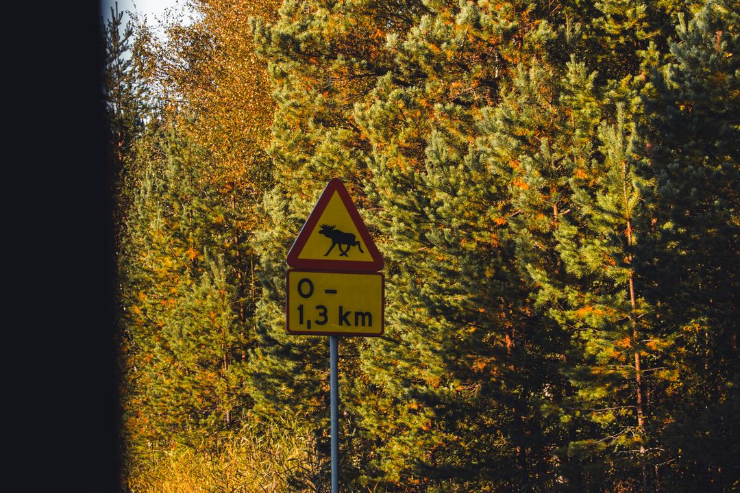 Moose Vehicle Collisions: Risks, Prevention, and Safety Tips