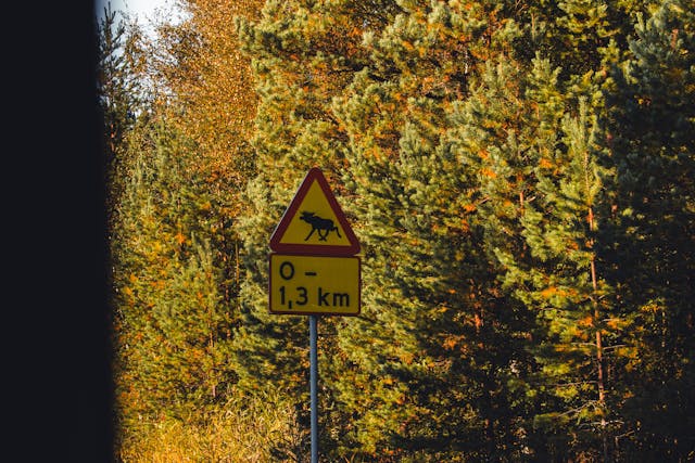 Moose Vehicle Collisions: Risks, Prevention, and Safety Tips