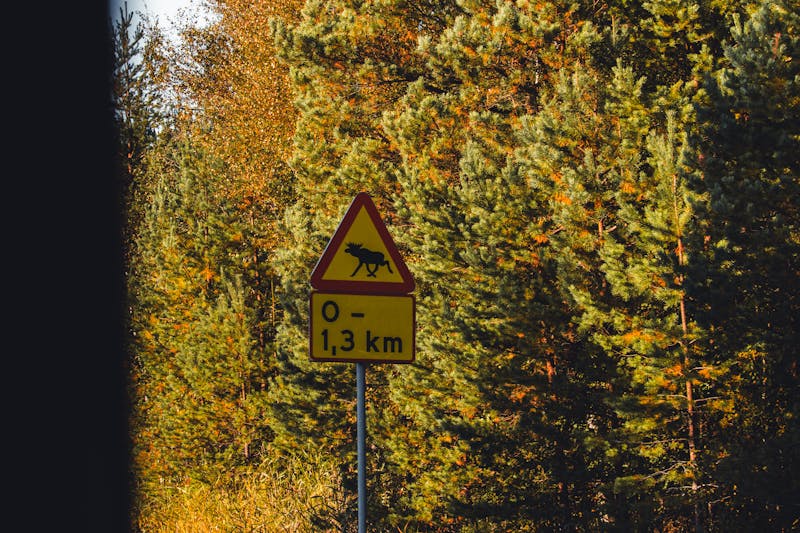 Moose Vehicle Collisions: Risks, Prevention, and Safety Tips