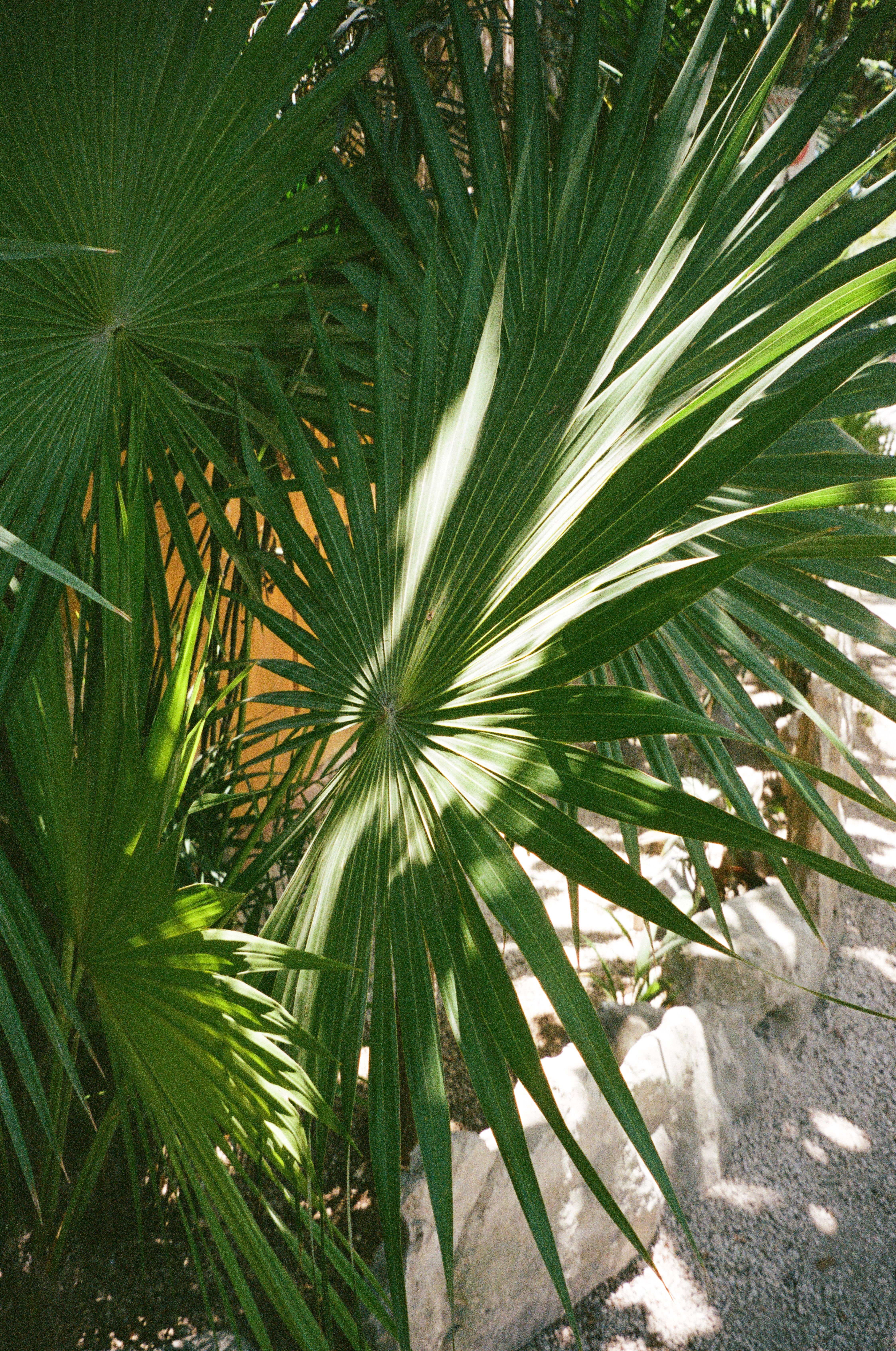Lush Palm Leaves in Tulum, Mexico · Free Stock Photo