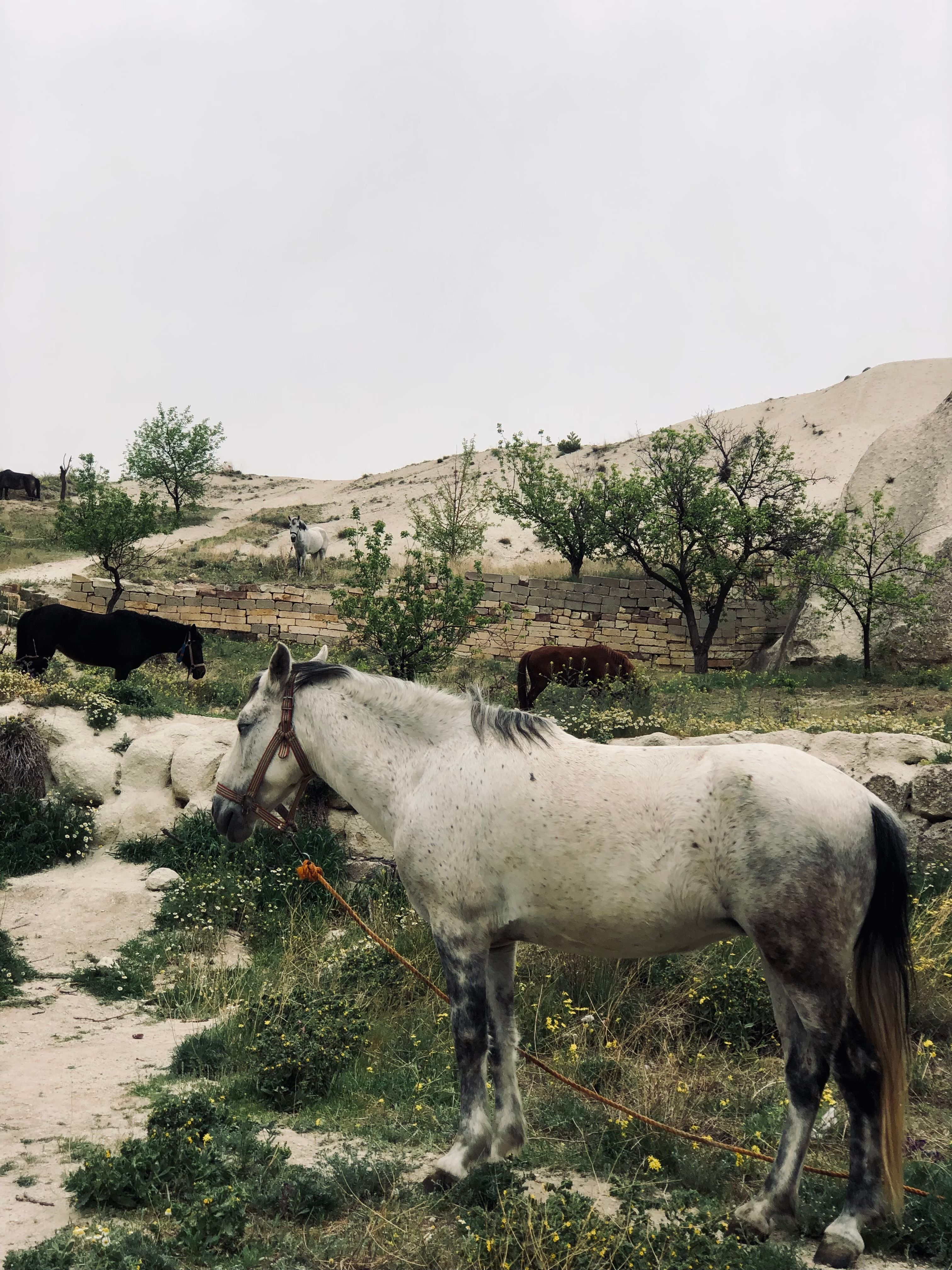Horse Grazing in Scenic Countryside Landscape · Free Stock Photo