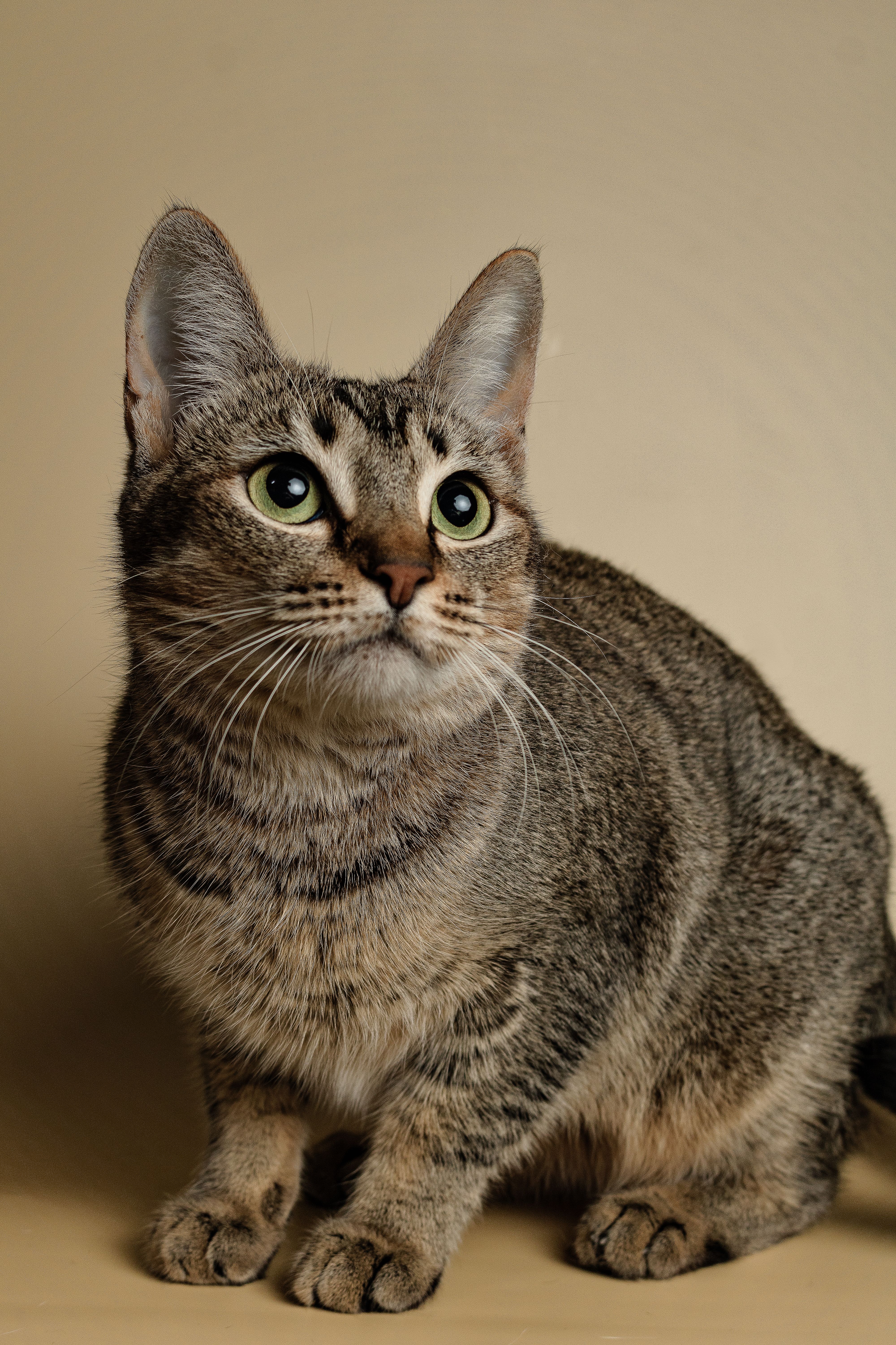 Retrato En Primer Plano De Un Gato Atigrado Con Ojos Verdes · Foto de ...