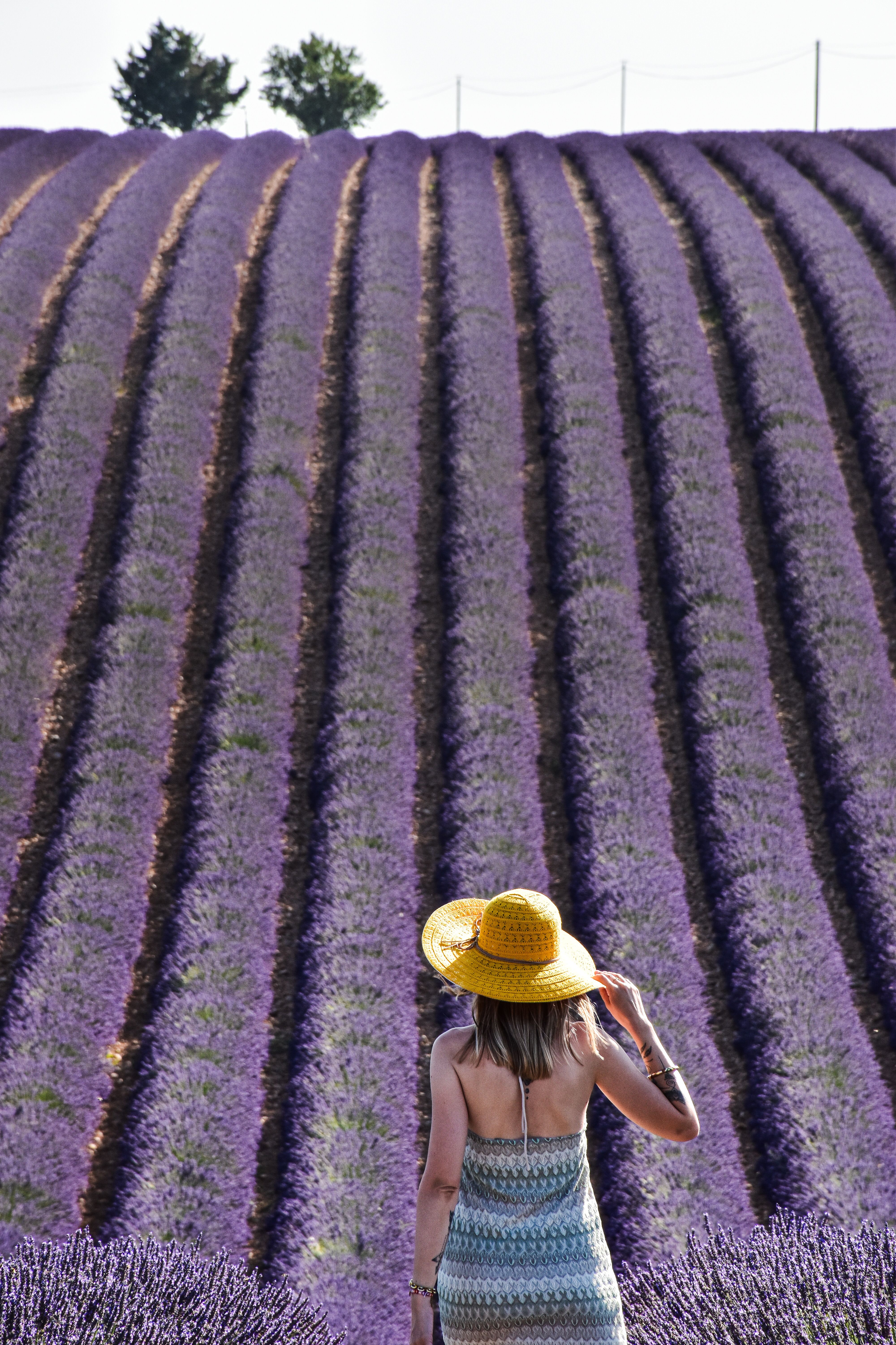 Woman in Lavender Fields of Provence · Free Stock Photo