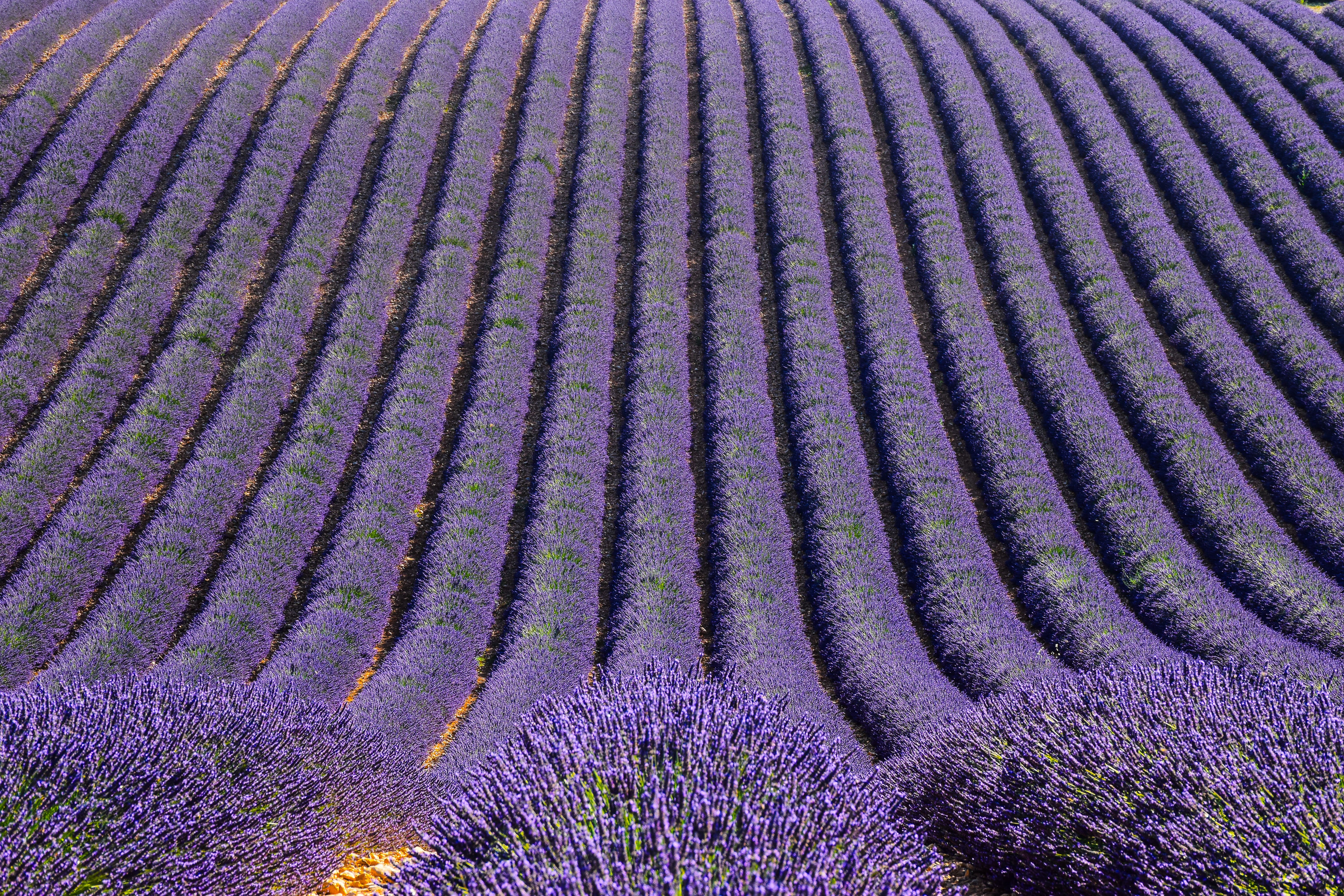 Impresionantes Campos De Lavanda En Provenza, Francia · Foto de stock ...