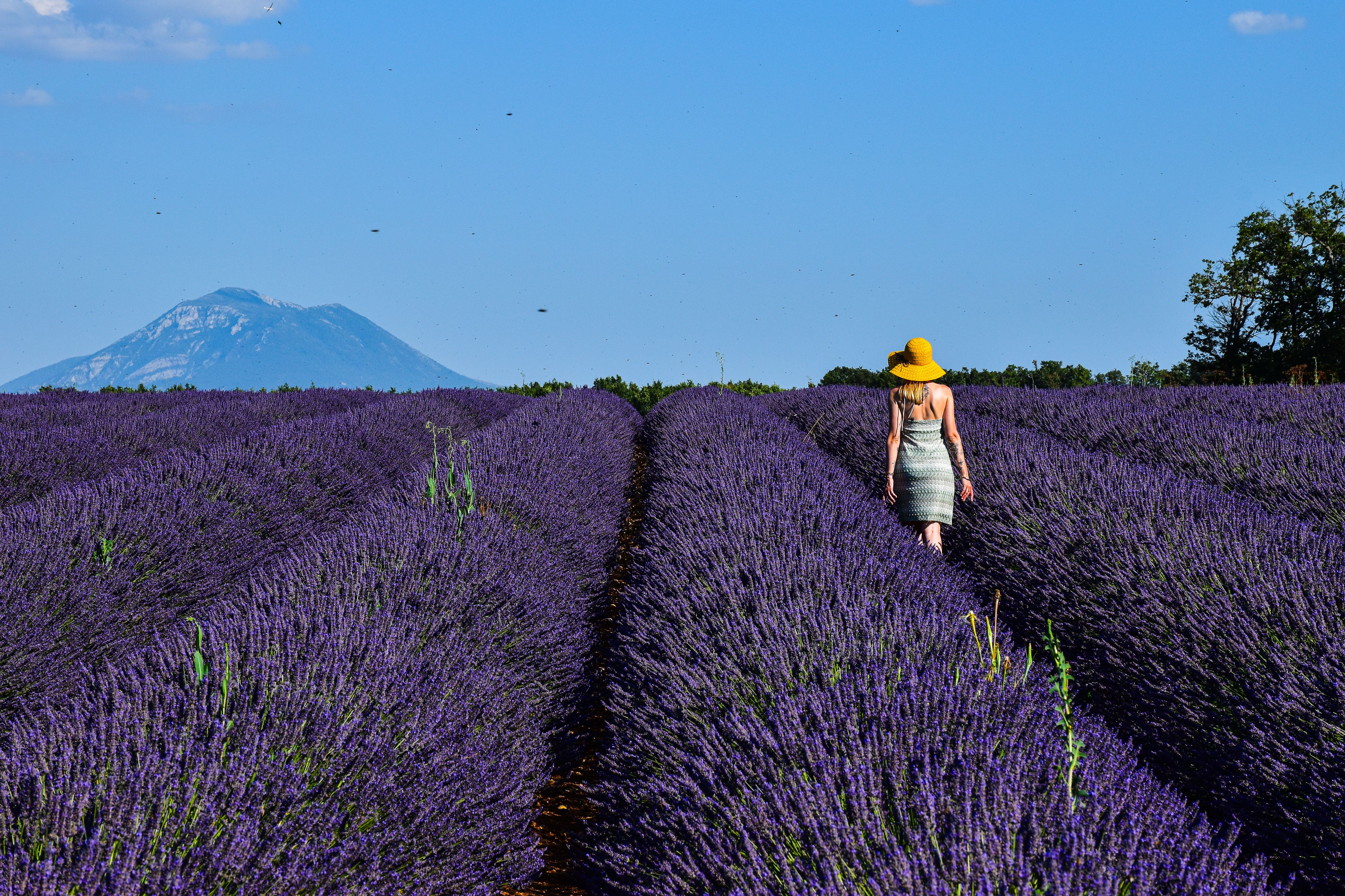 Woman Walking in Lavender Fields of Provence · Free Stock Photo