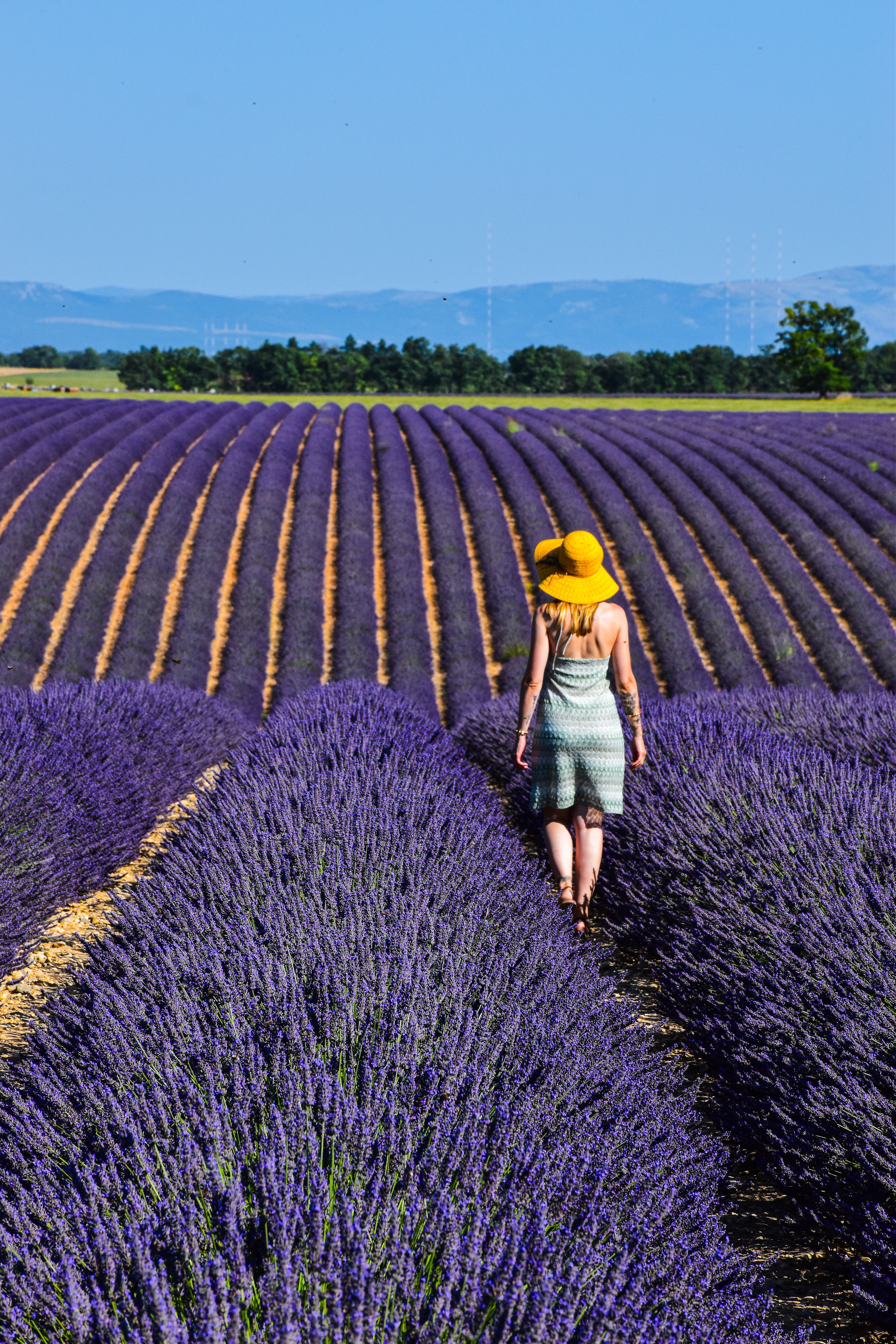Woman in Lavender Field in Provence, France · Free Stock Photo