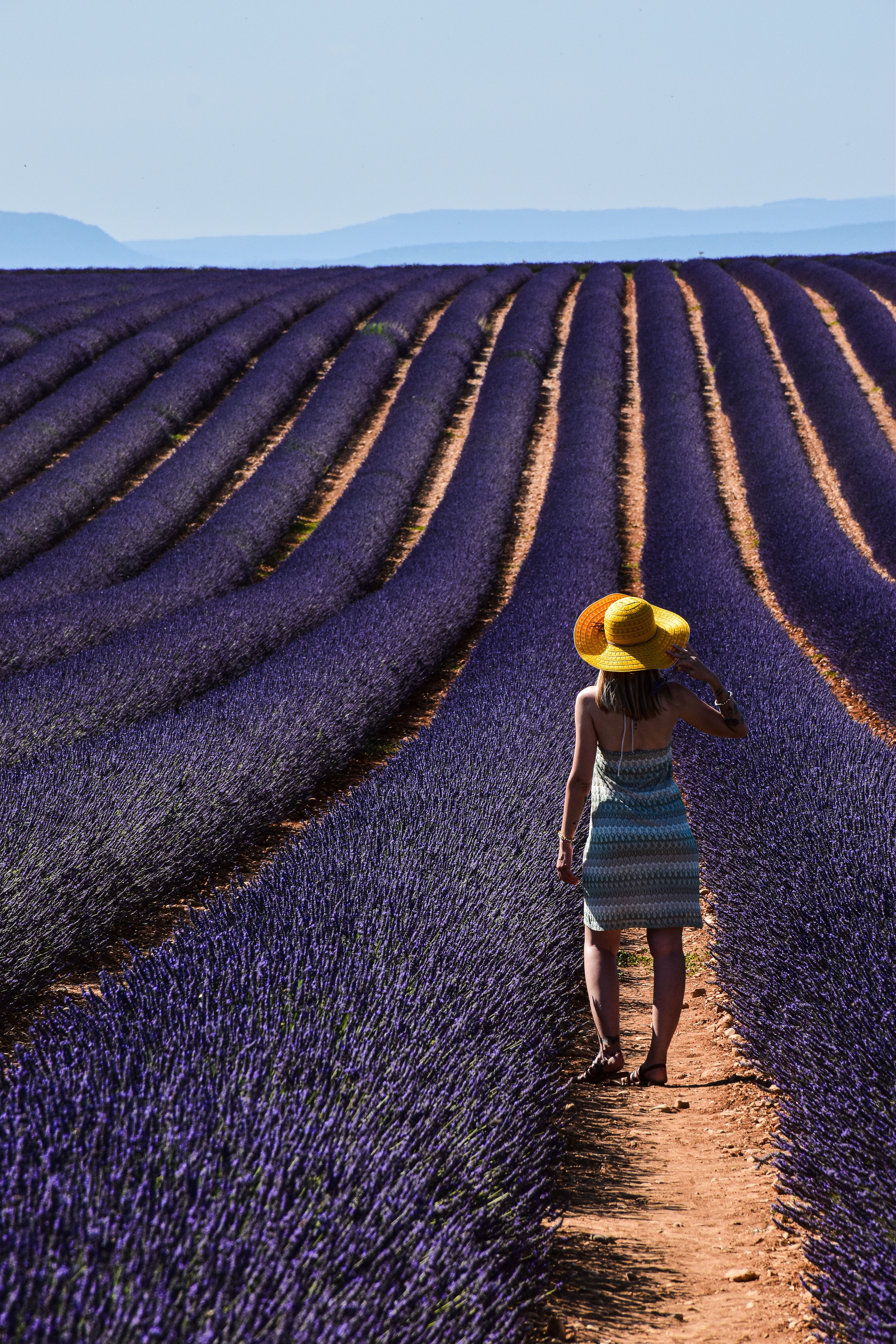 Woman Walking in Lavender Fields of Provence · Free Stock Photo