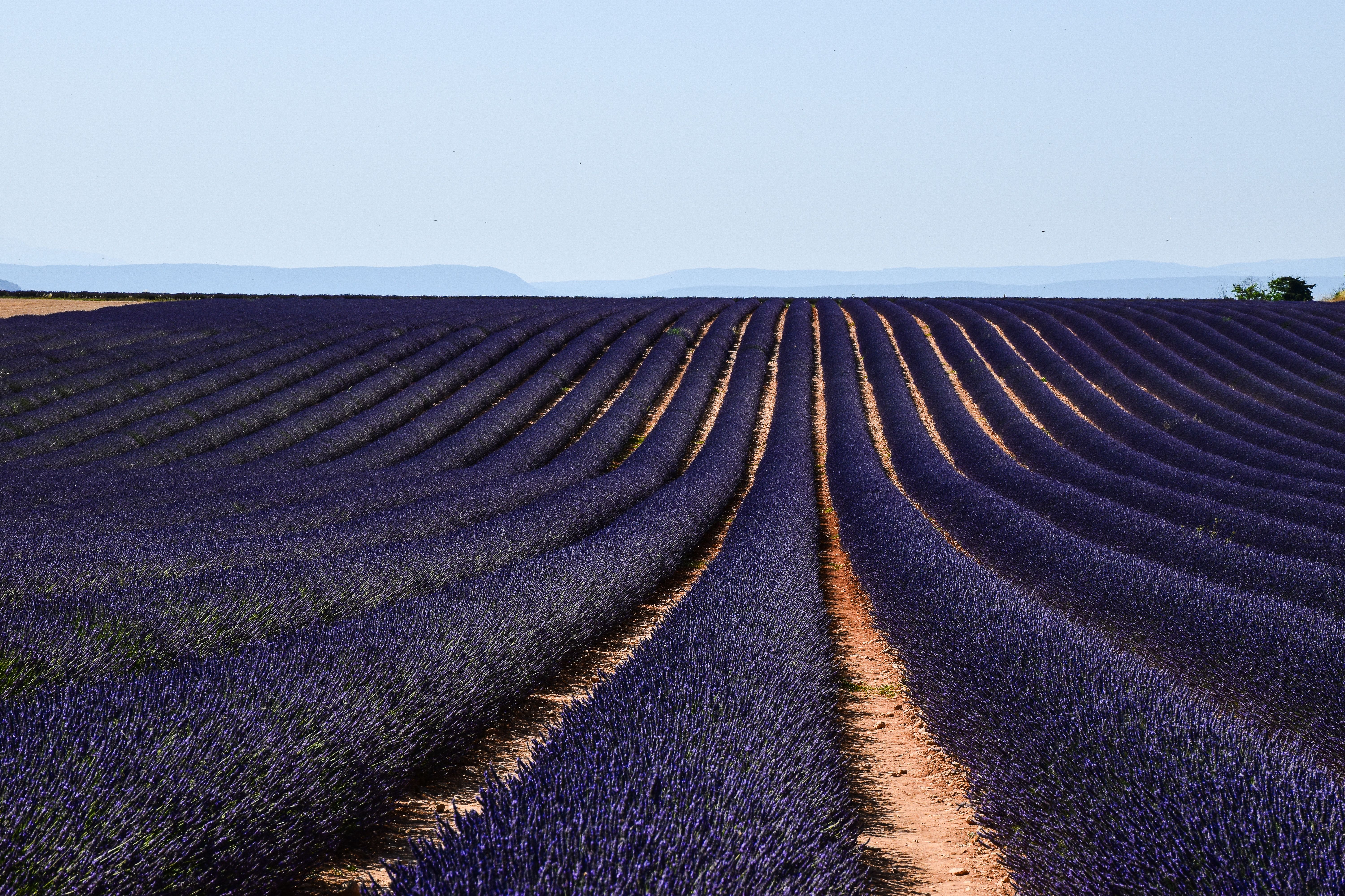 Lavender Fields in Provence, France at Peak Bloom · Free Stock Photo