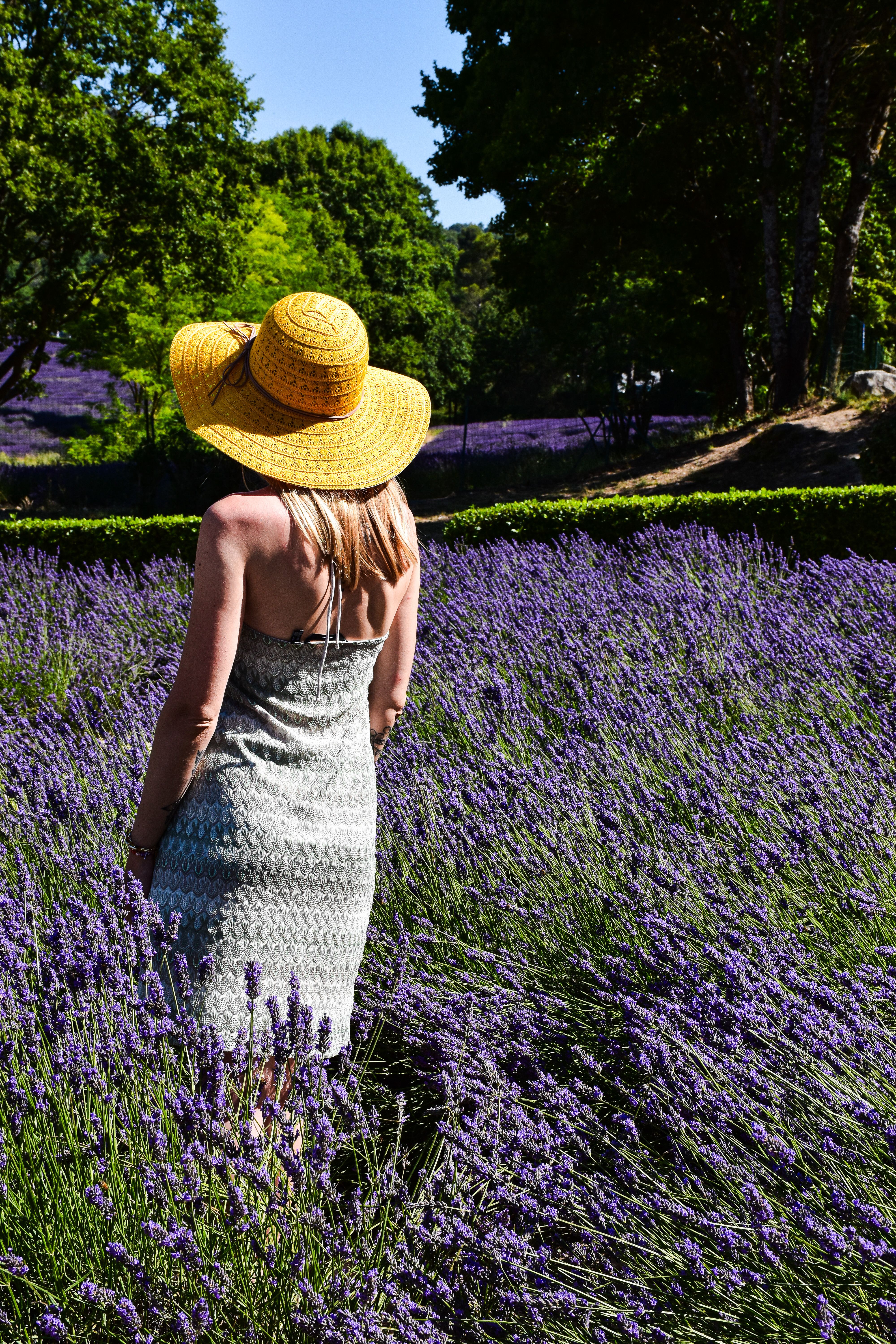 Woman in Lavender Fields of Provence · Free Stock Photo