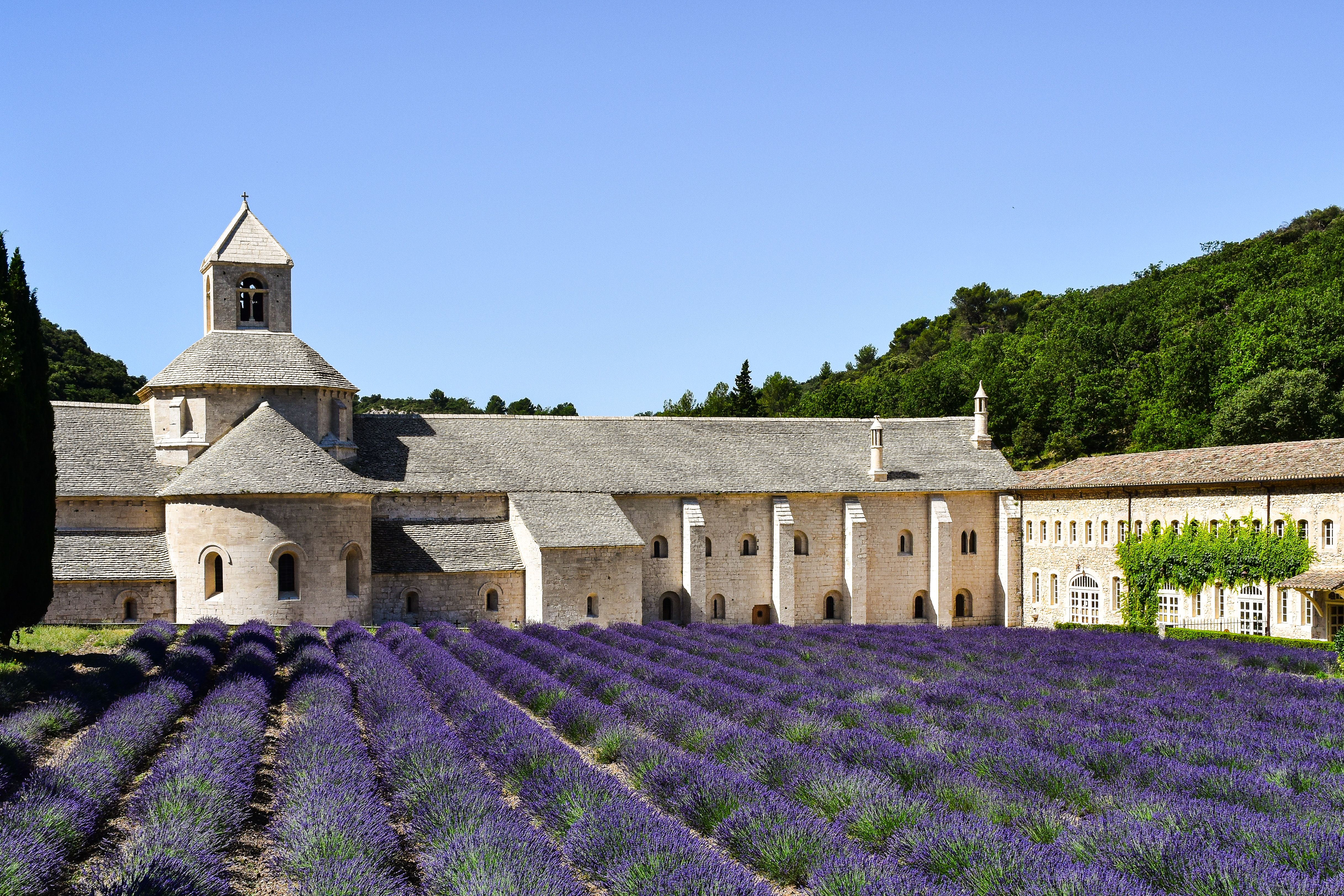 Lavender Fields at Senanque Abbey in Provence · Free Stock Photo