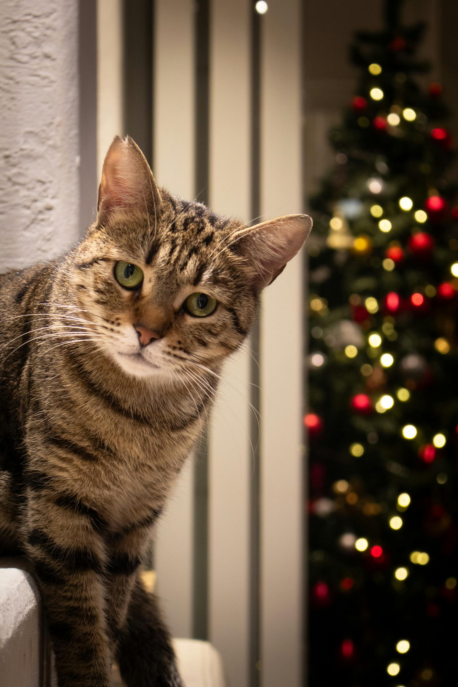 Christmas Cat Wallpaper Photos, Download The BEST Free Christmas Cat ...