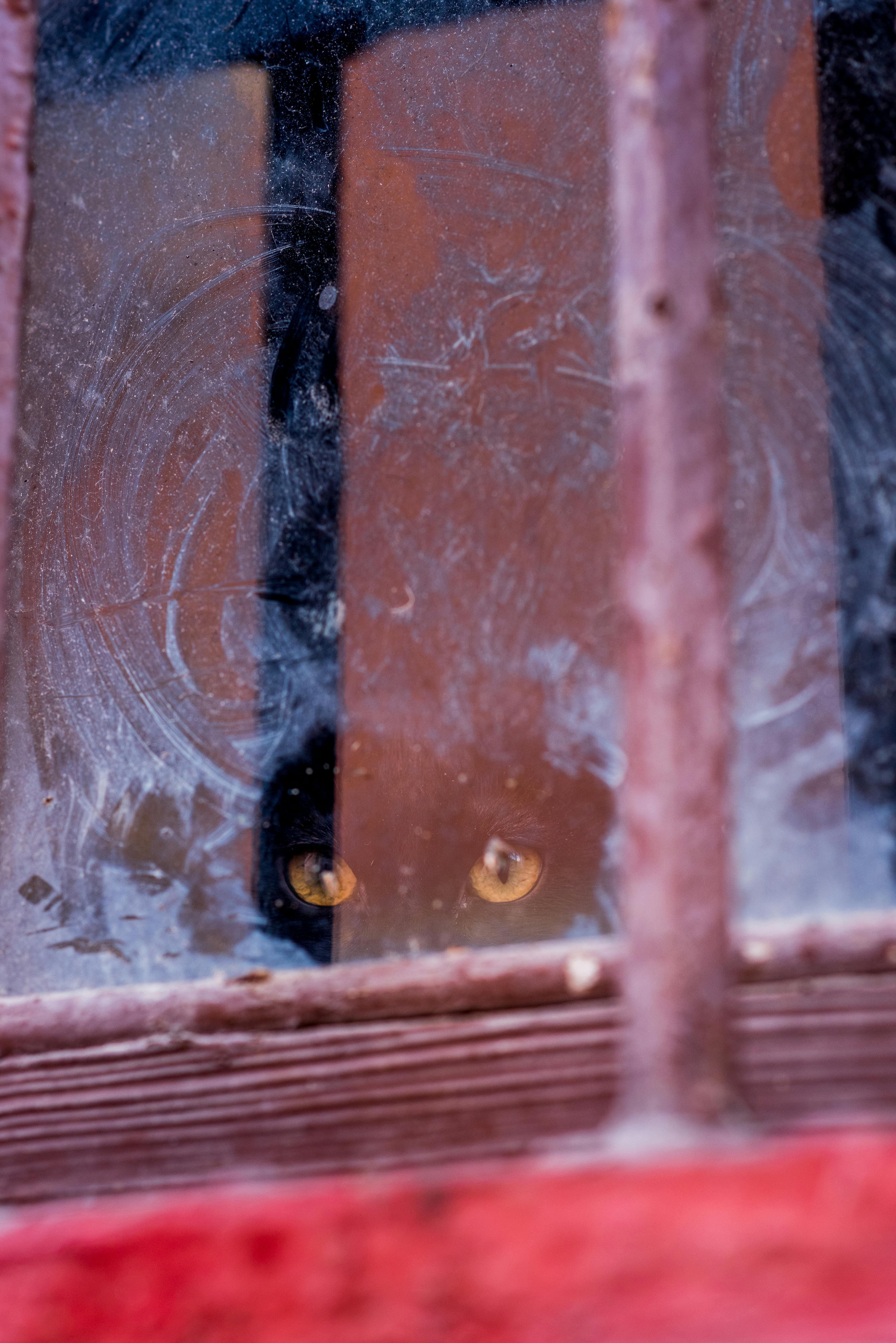 Mysterious Cat Eyes Behind Old Window Pane · Free Stock Photo