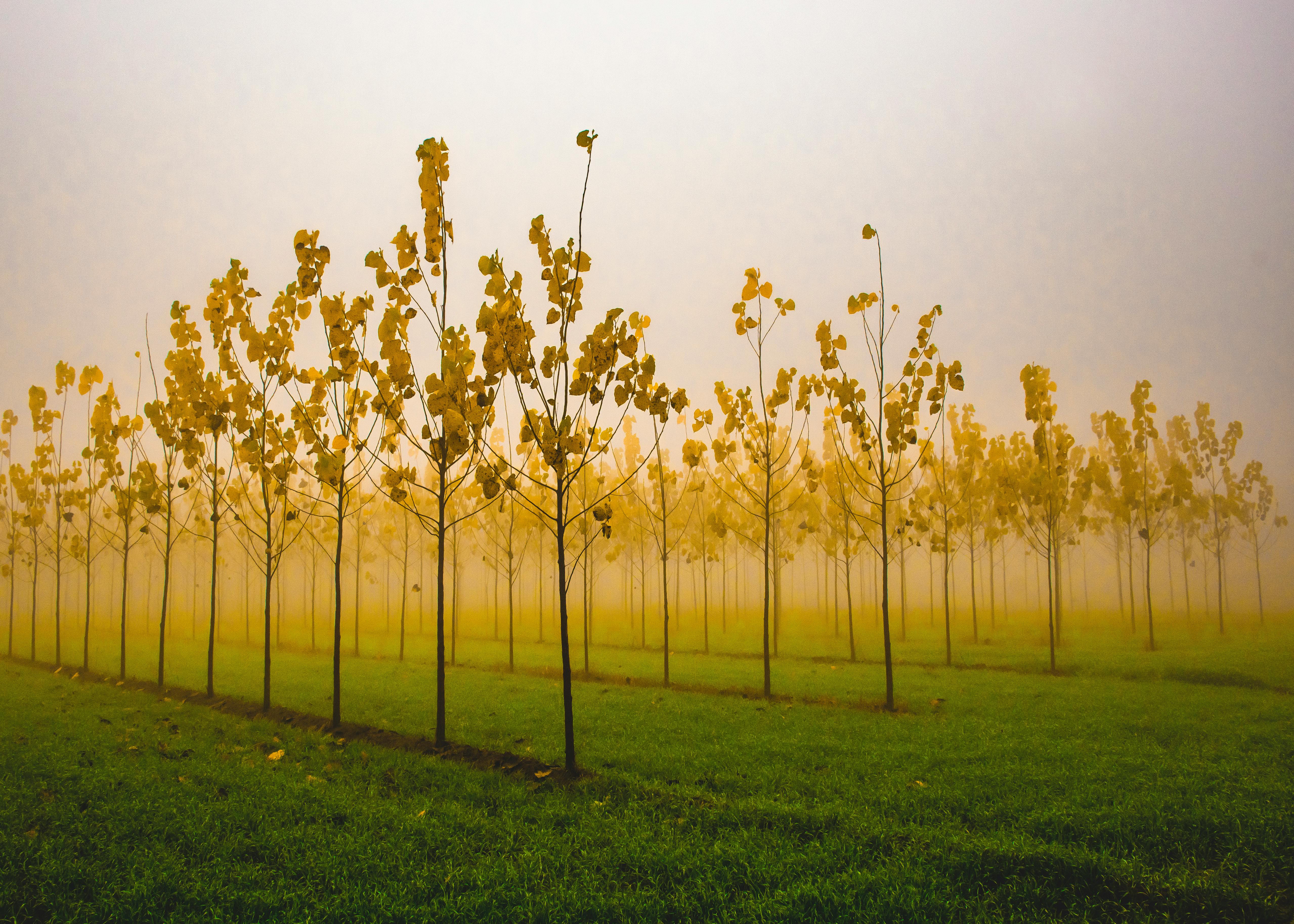 Peisaj Senin și Cețos Cu Copac Singuratic La Răsărit · Imagine de stoc ...