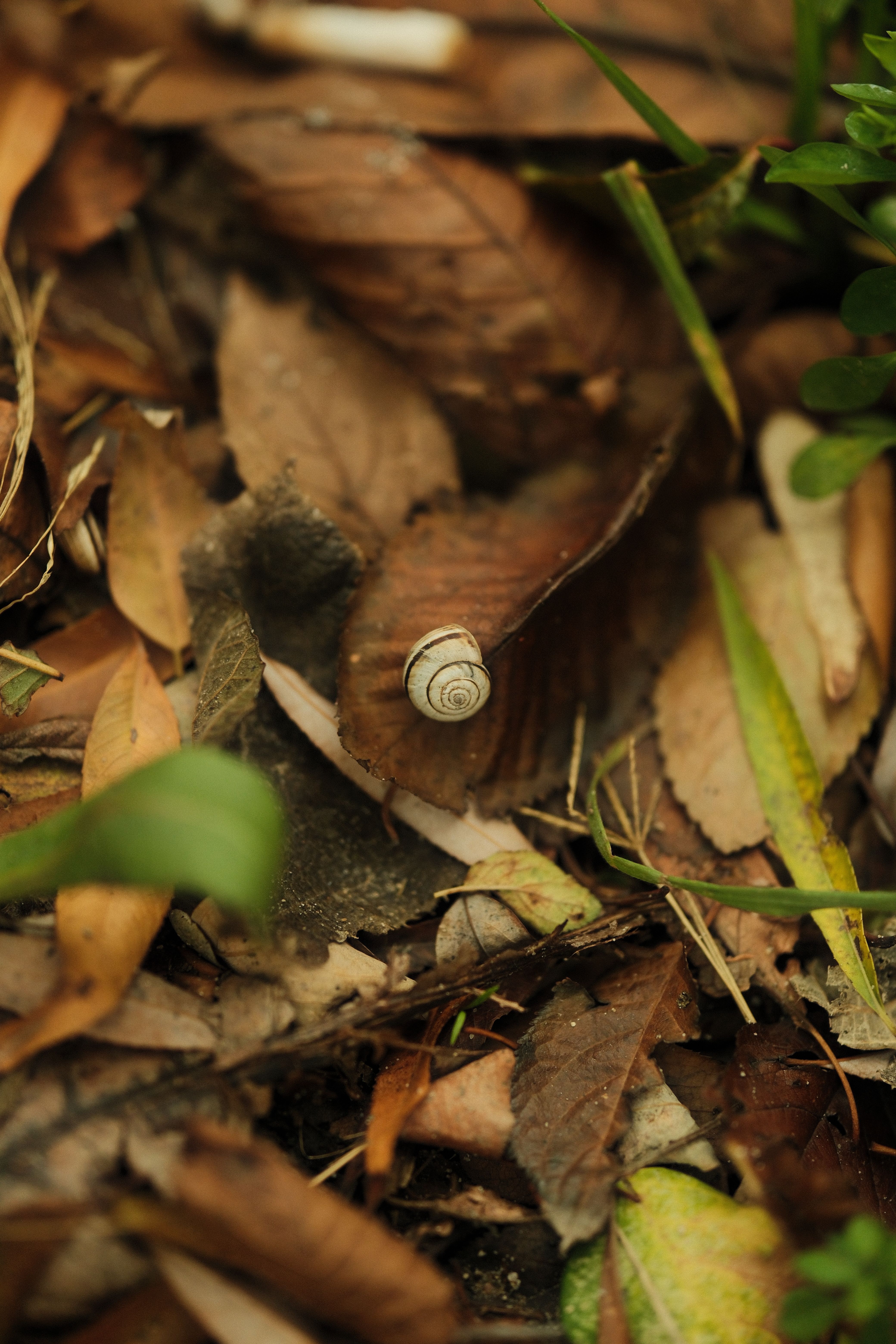 Close-up of Snail on Autumn Leaves · Free Stock Photo
