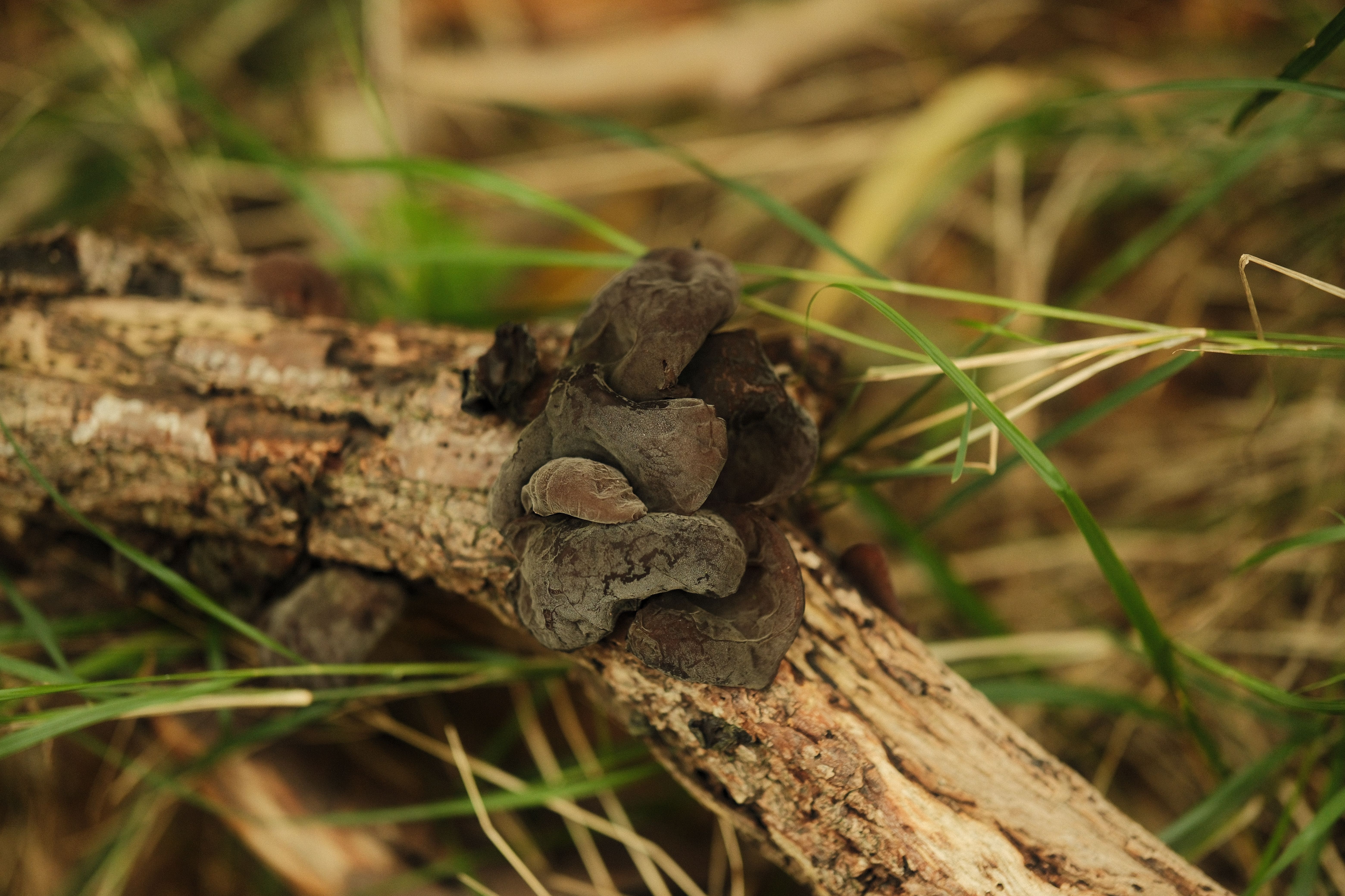 Mushroom Forest Digital Photos, Download The BEST Free Mushroom Forest ...