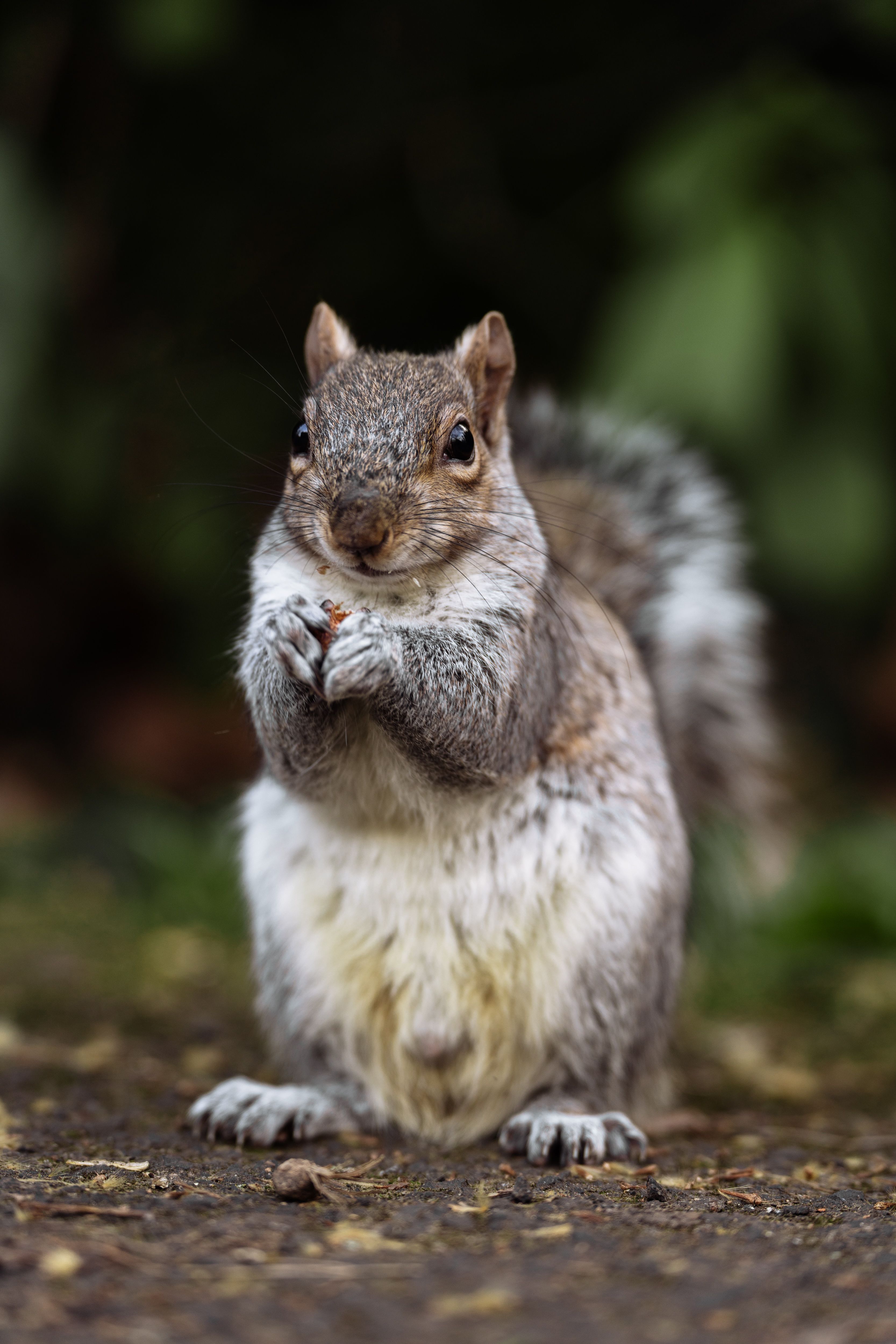 Close-Up of Grey Squirrel in Natural Habitat · Free Stock Photo
