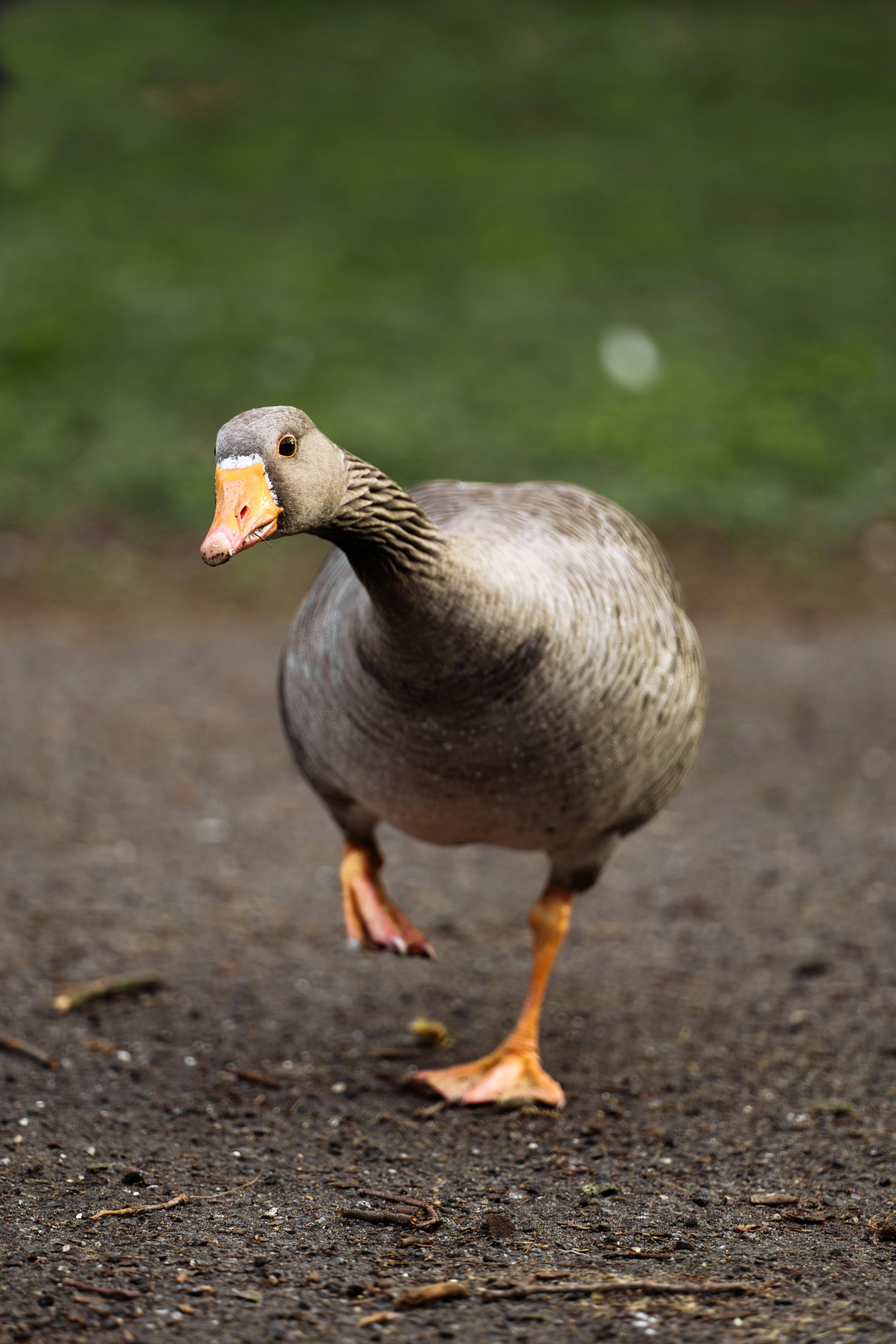 Close-up Portrait of a Goose in London Park · Free Stock Photo