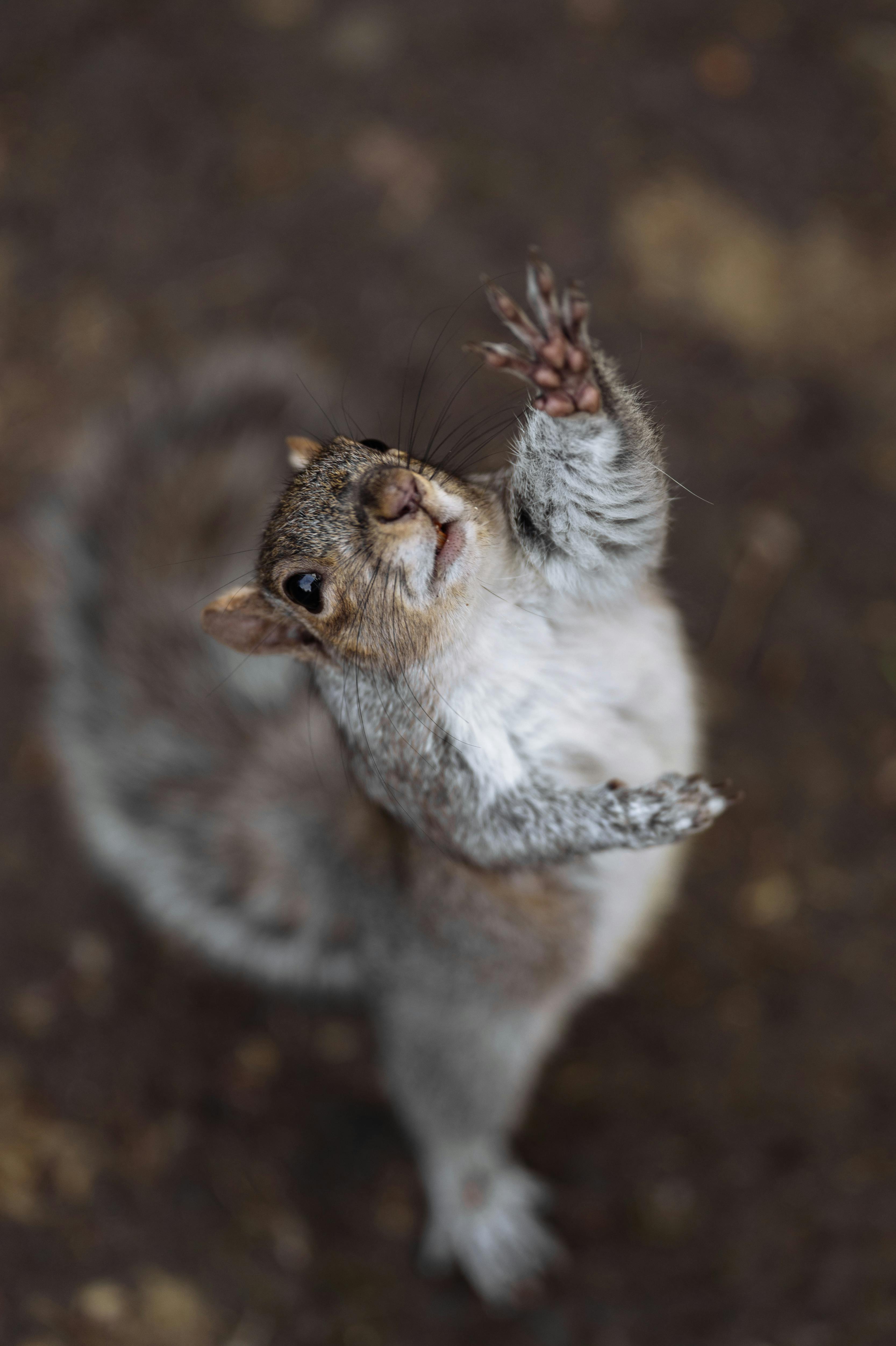 Playful Grey Squirrel Reaching Upward in London · Free Stock Photo