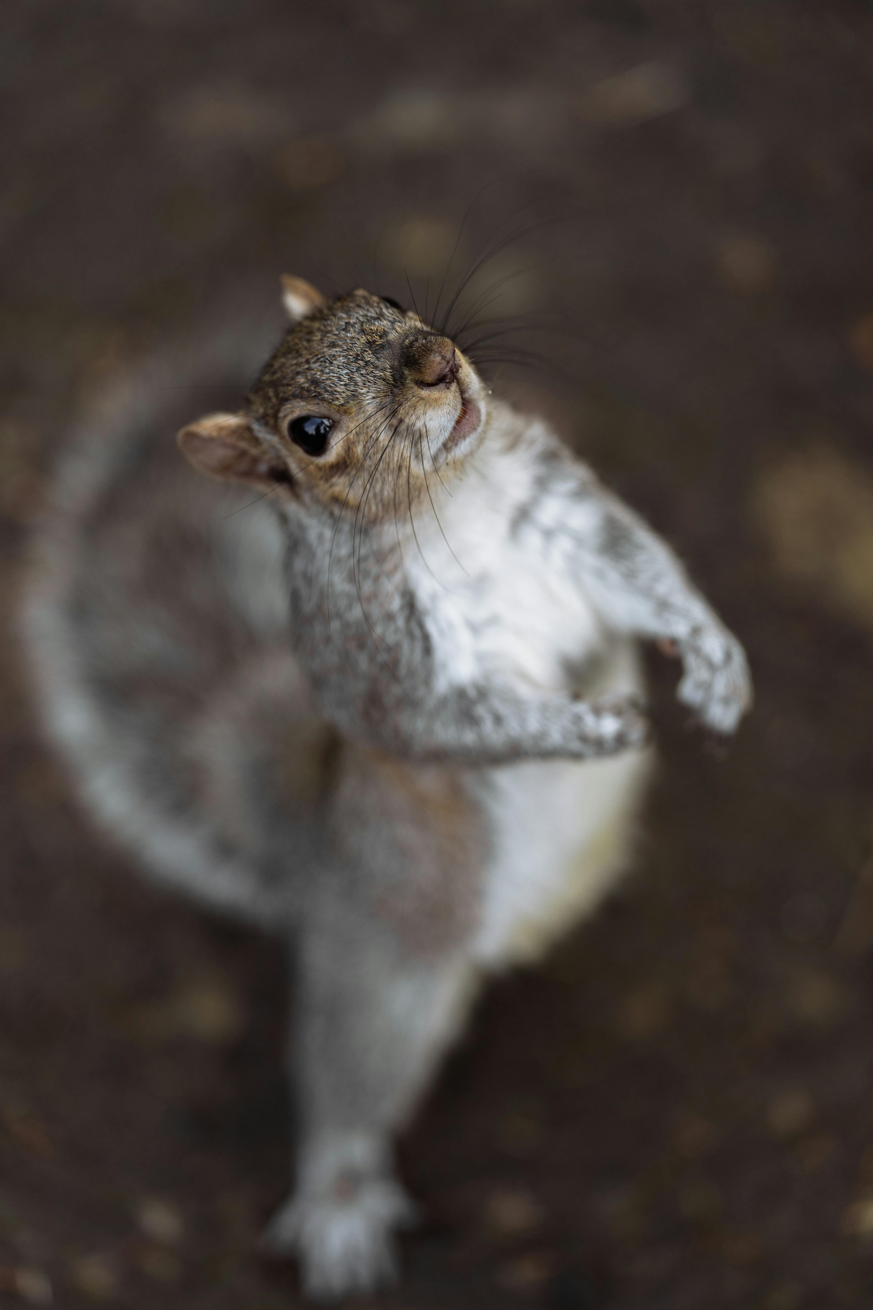 Energetic Grey Squirrel in London Woodland · Free Stock Photo