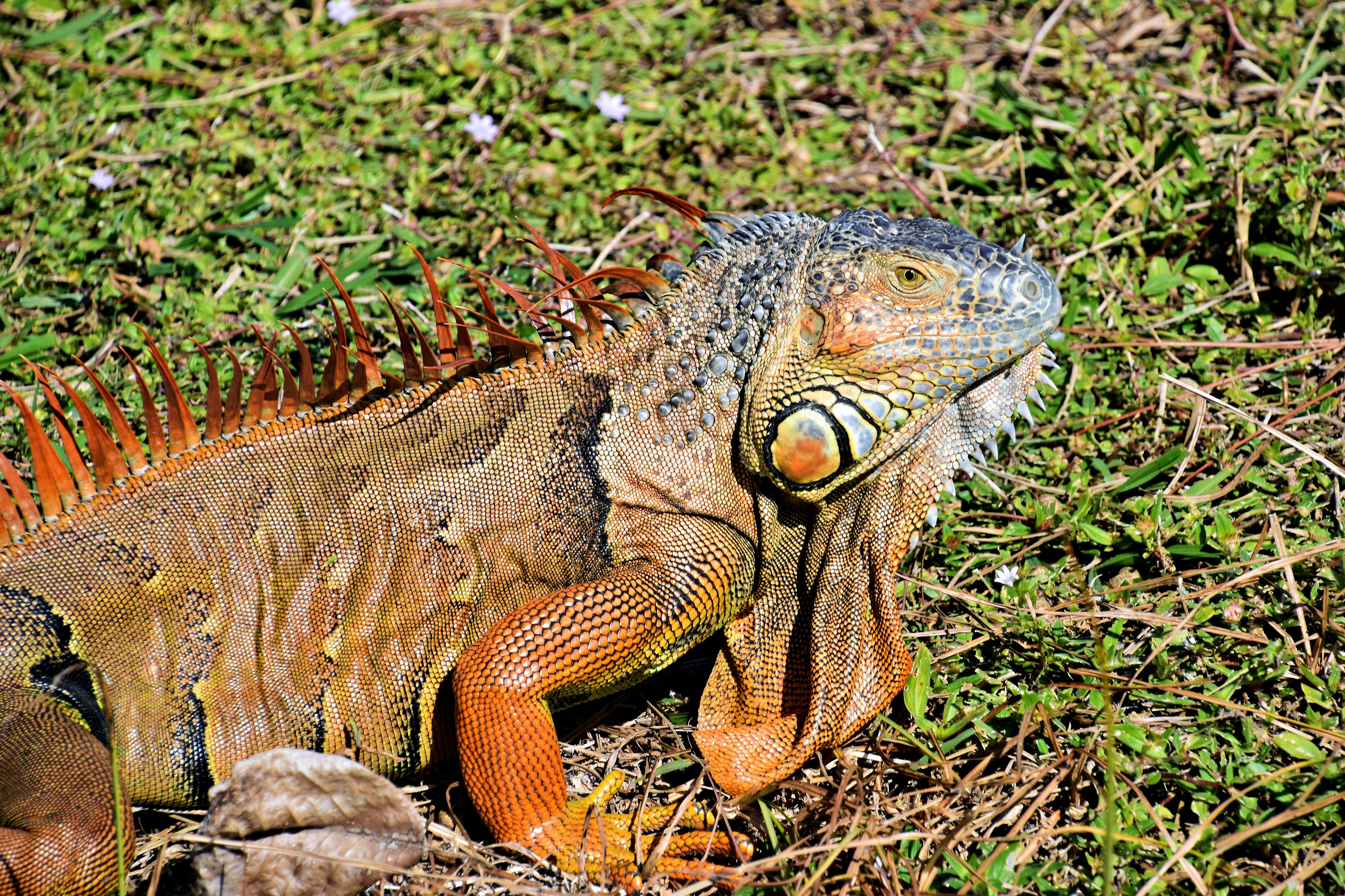 Vivid Green Iguana in Florida's Natural Habitat · Free Stock Photo
