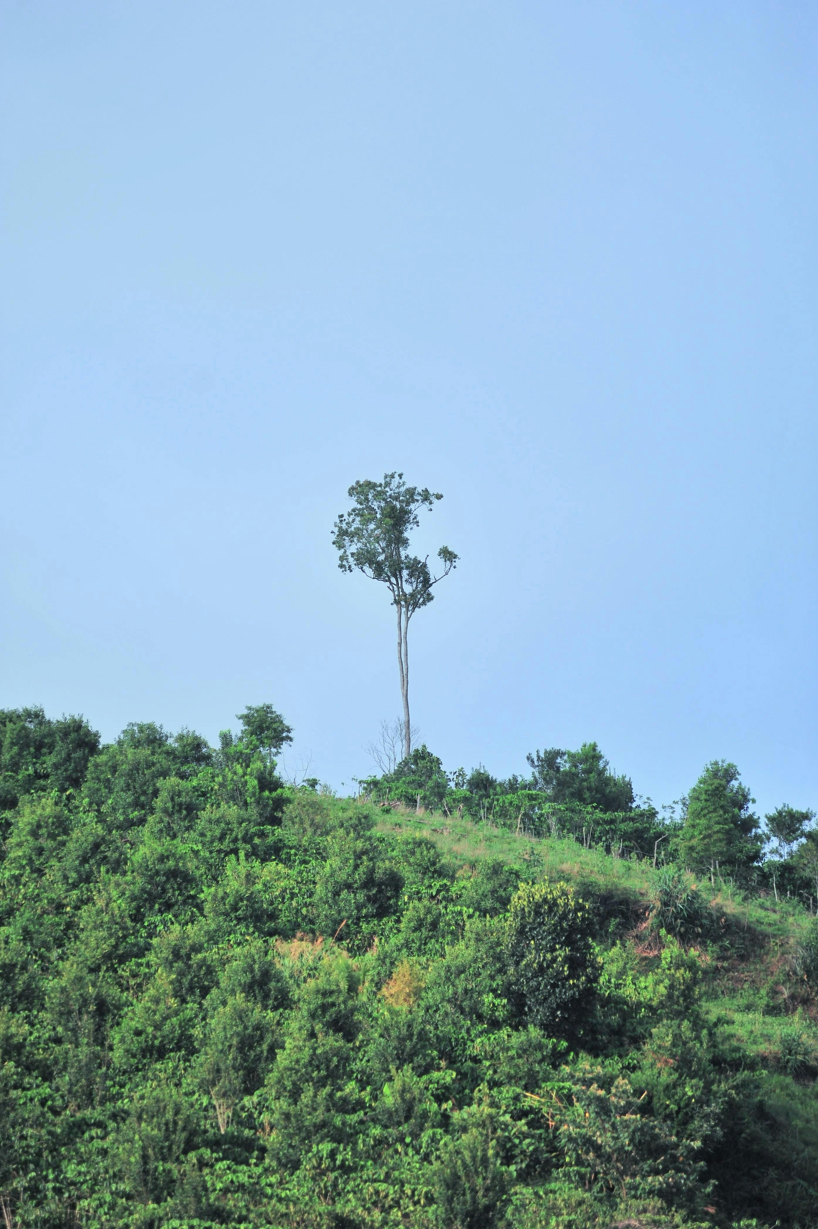 Lone Tree on Green Hill in Lâm Đồng, Vietnam · Free Stock Photo