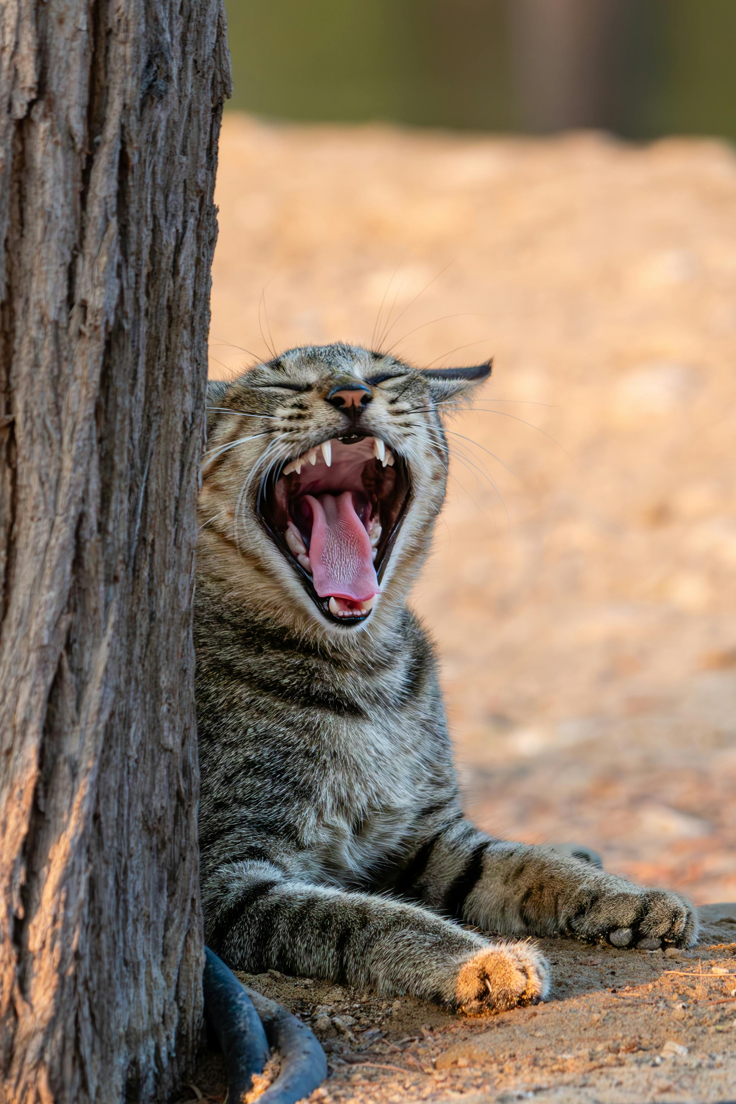 Roaring Pose Photos, Download The BEST Free Roaring Pose Stock Photos ...