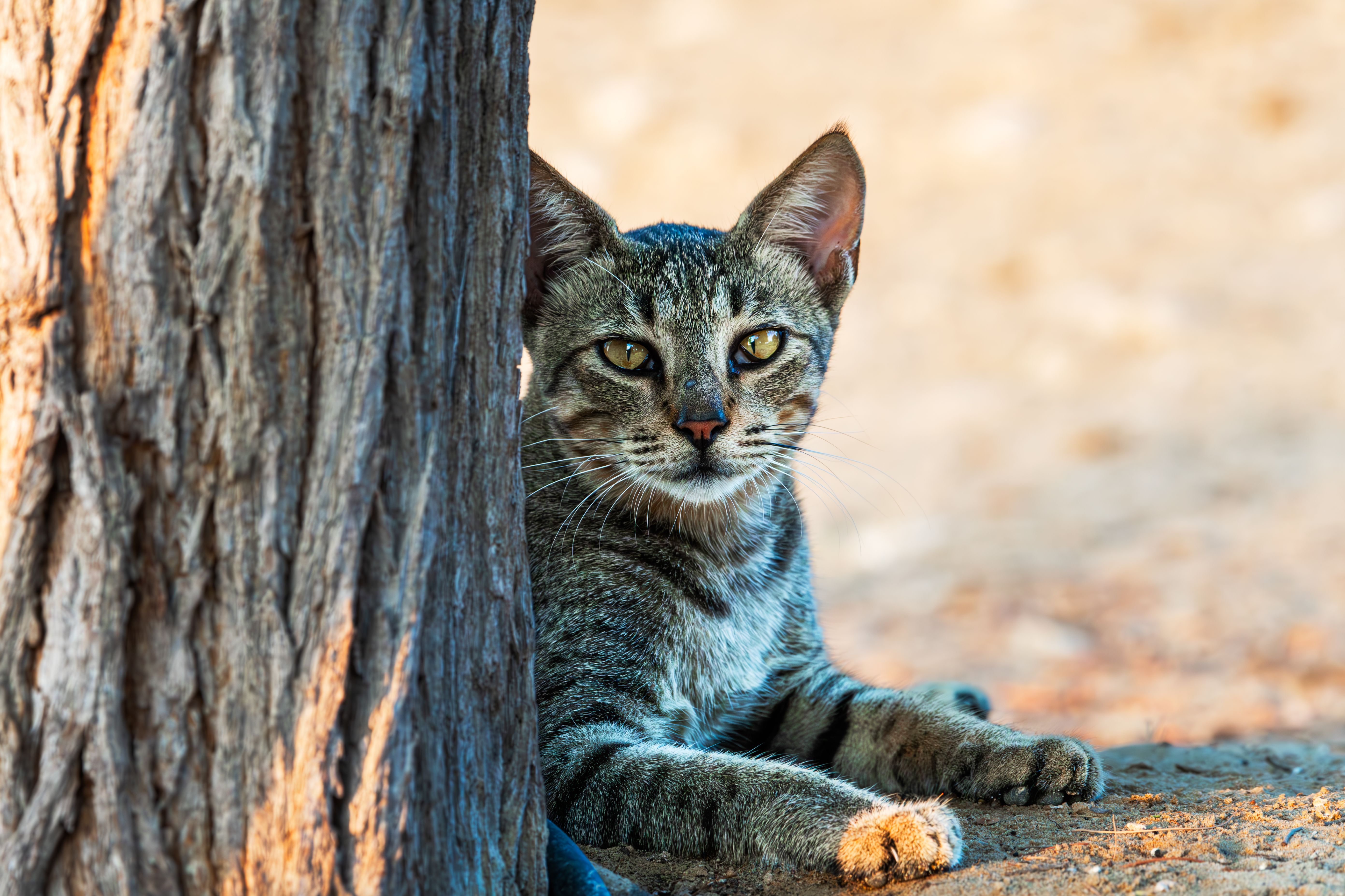 Majestic Tabby Cat Resting by Tree Outdoors · Free Stock Photo