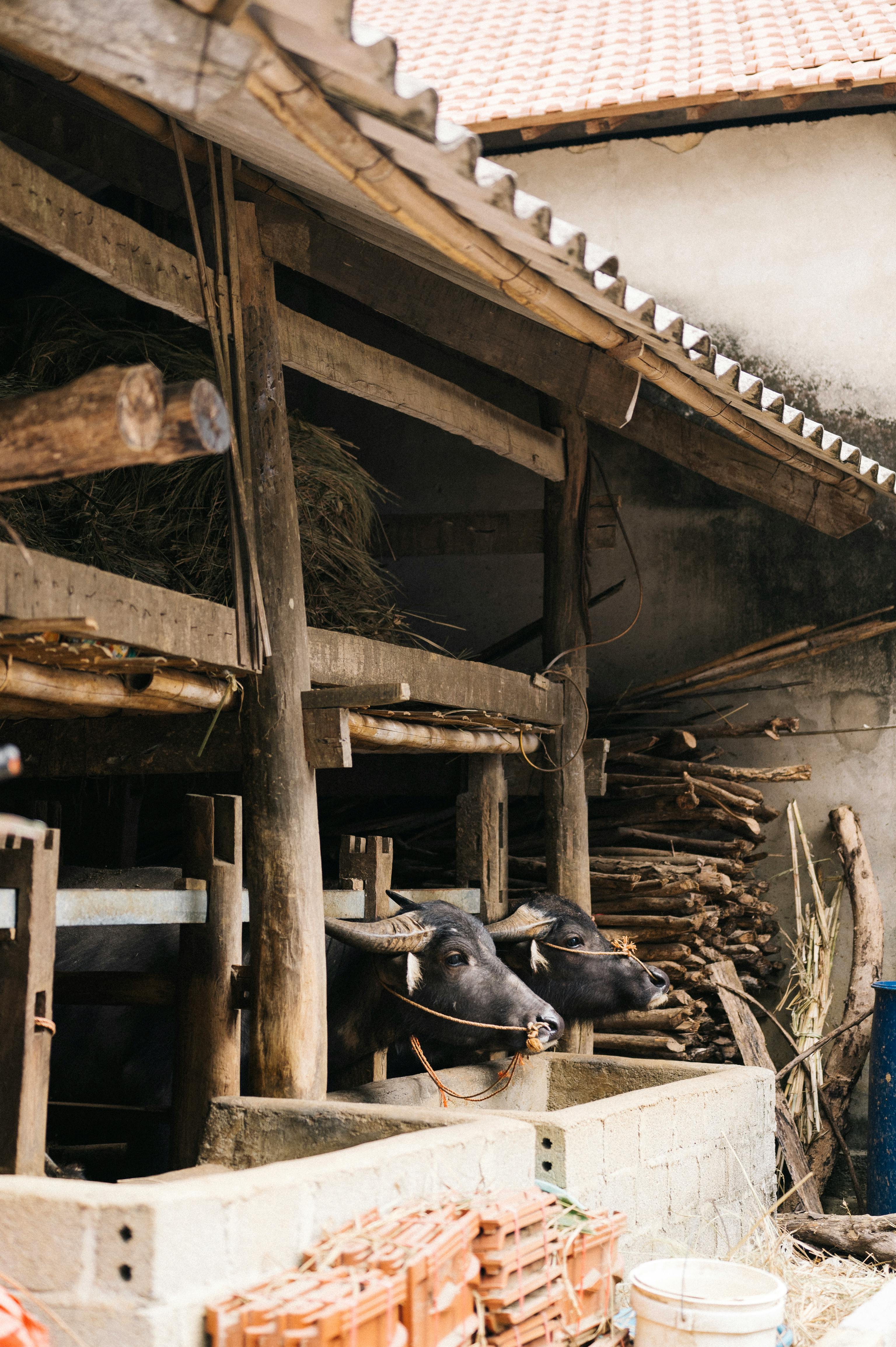 Buffalo in Traditional Vietnamese Farm Setting · Free Stock Photo