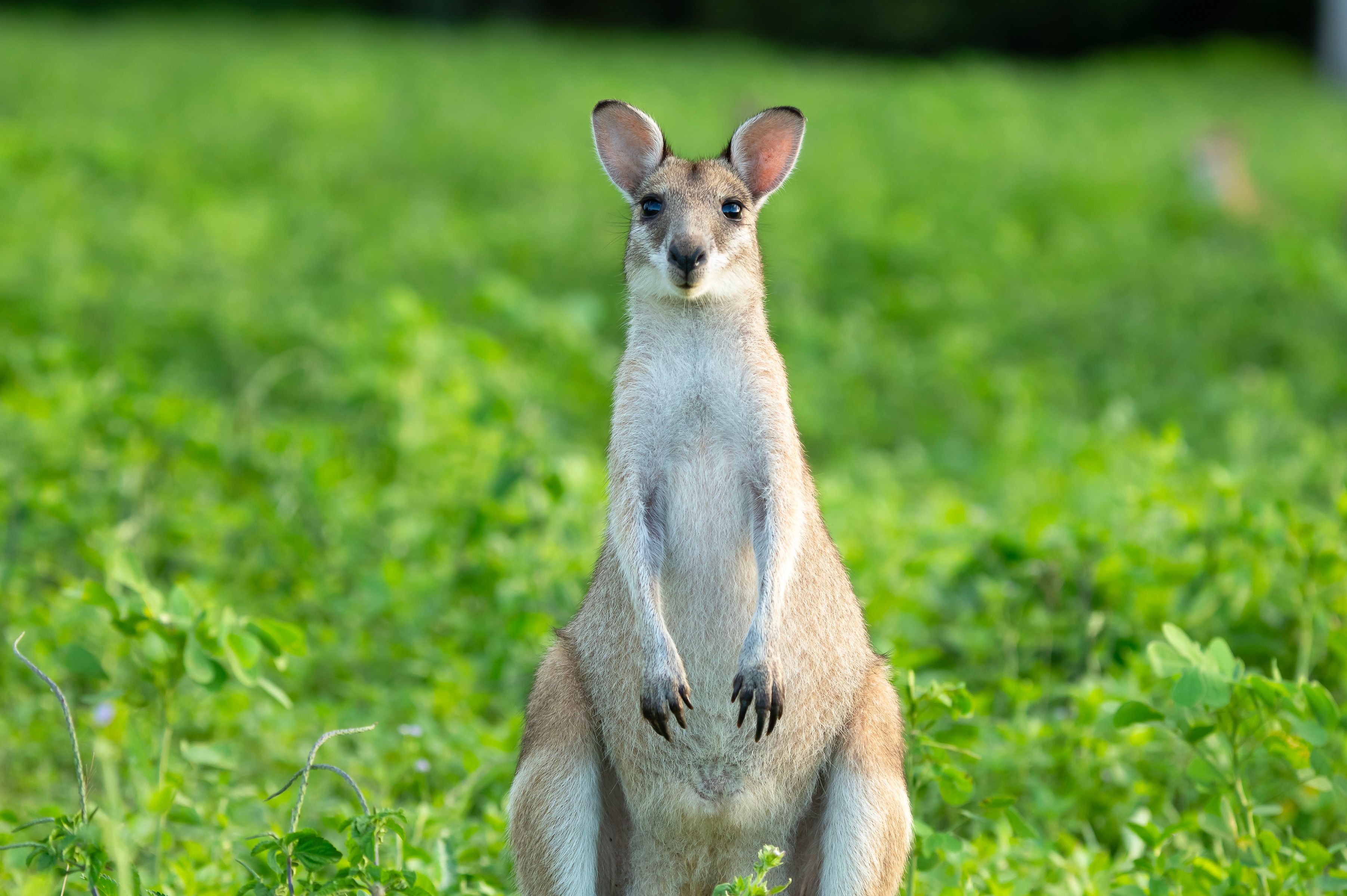Wallaby in Natural Habitat Surrounded by Greenery · Free Stock Photo