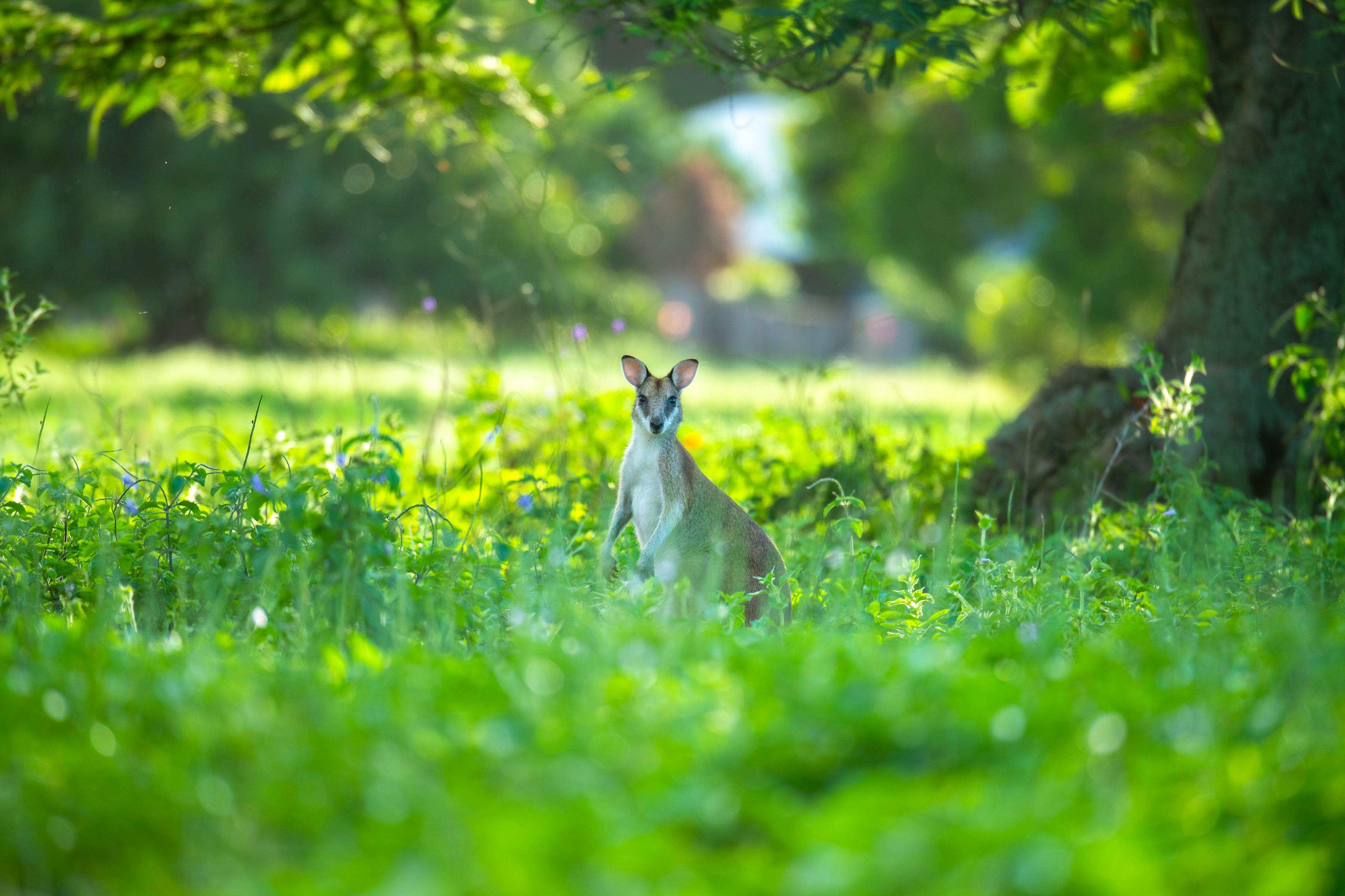 Captivating Wallaby in Lush Green Australian Wilderness · Free Stock Photo