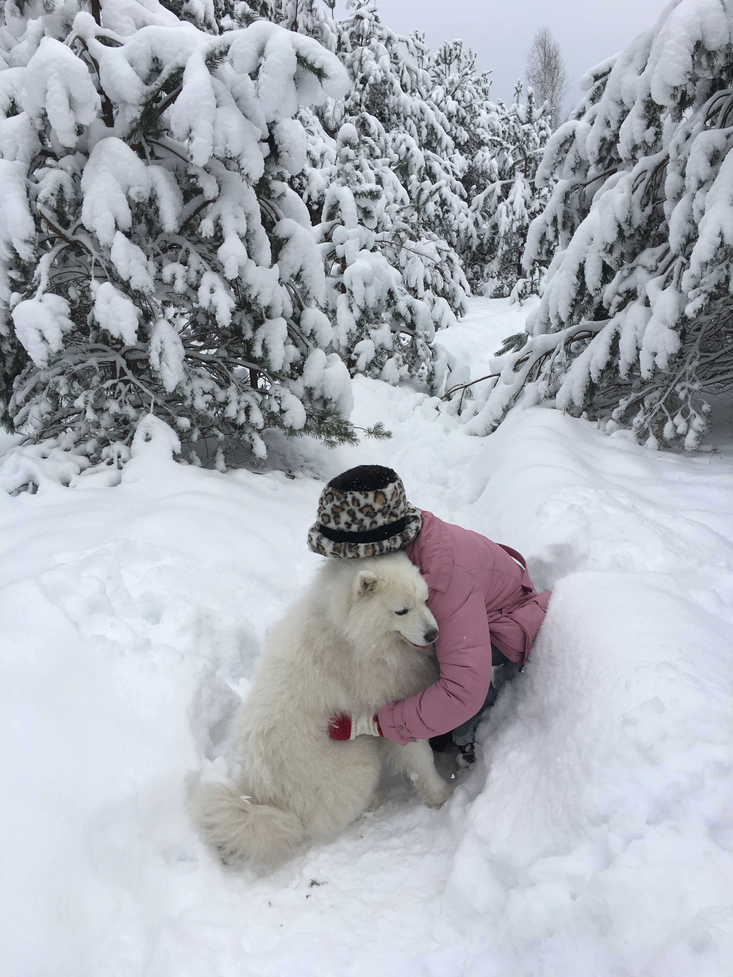 Girl Hugging Samoyed Dog in Snowy Forest · Free Stock Photo