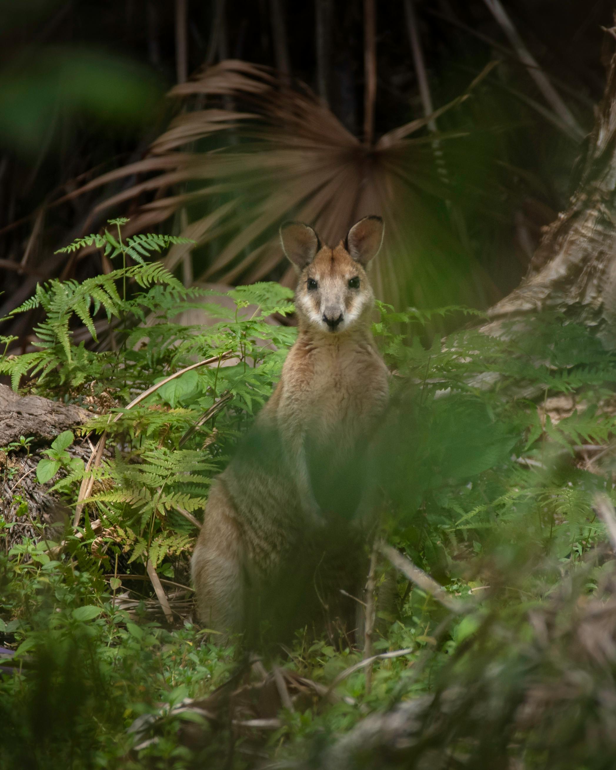 Wild Wallaby in Australian Wilderness · Free Stock Photo