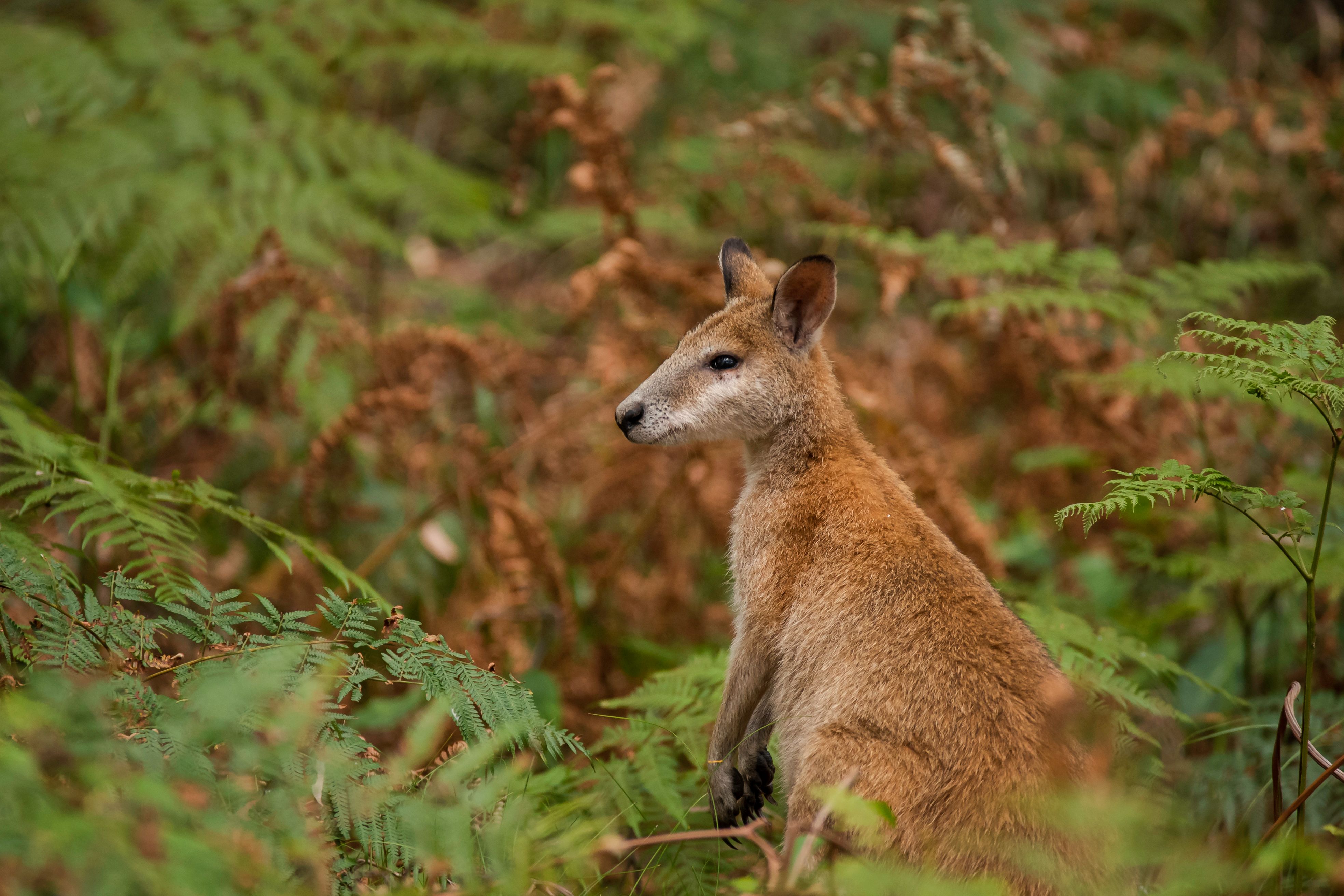 Wallaby in Lush Australian Wilderness · Free Stock Photo