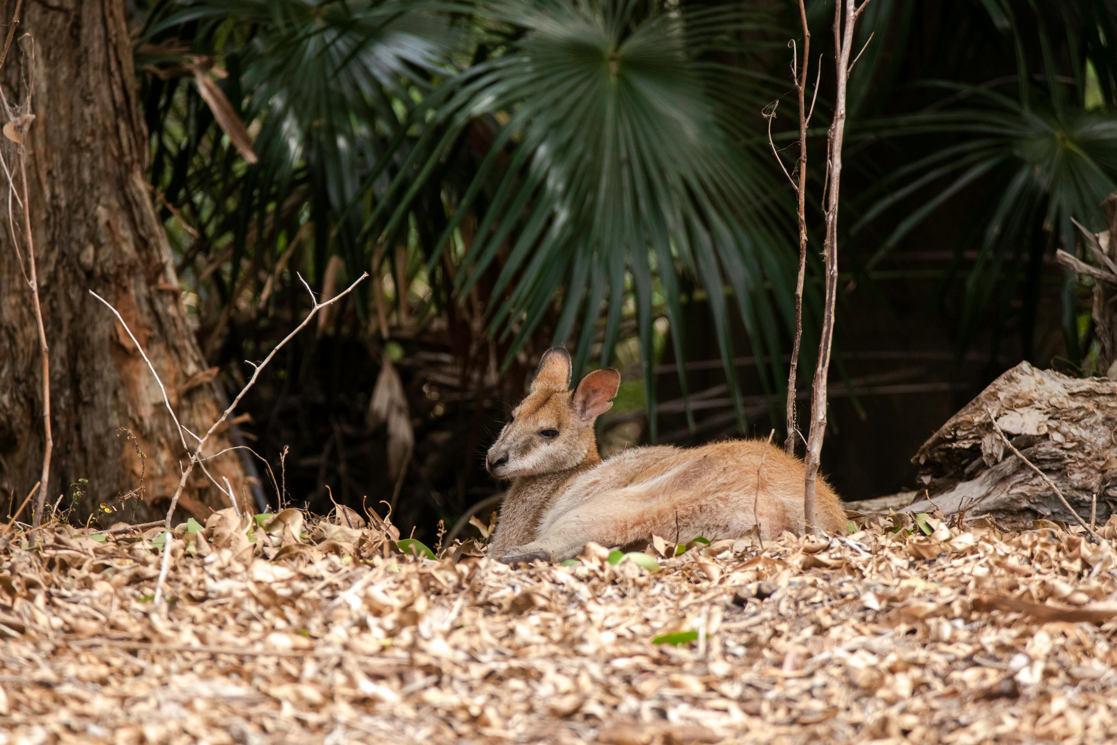 Resting Wallaby in Australian Forest Habitat · Free Stock Photo
