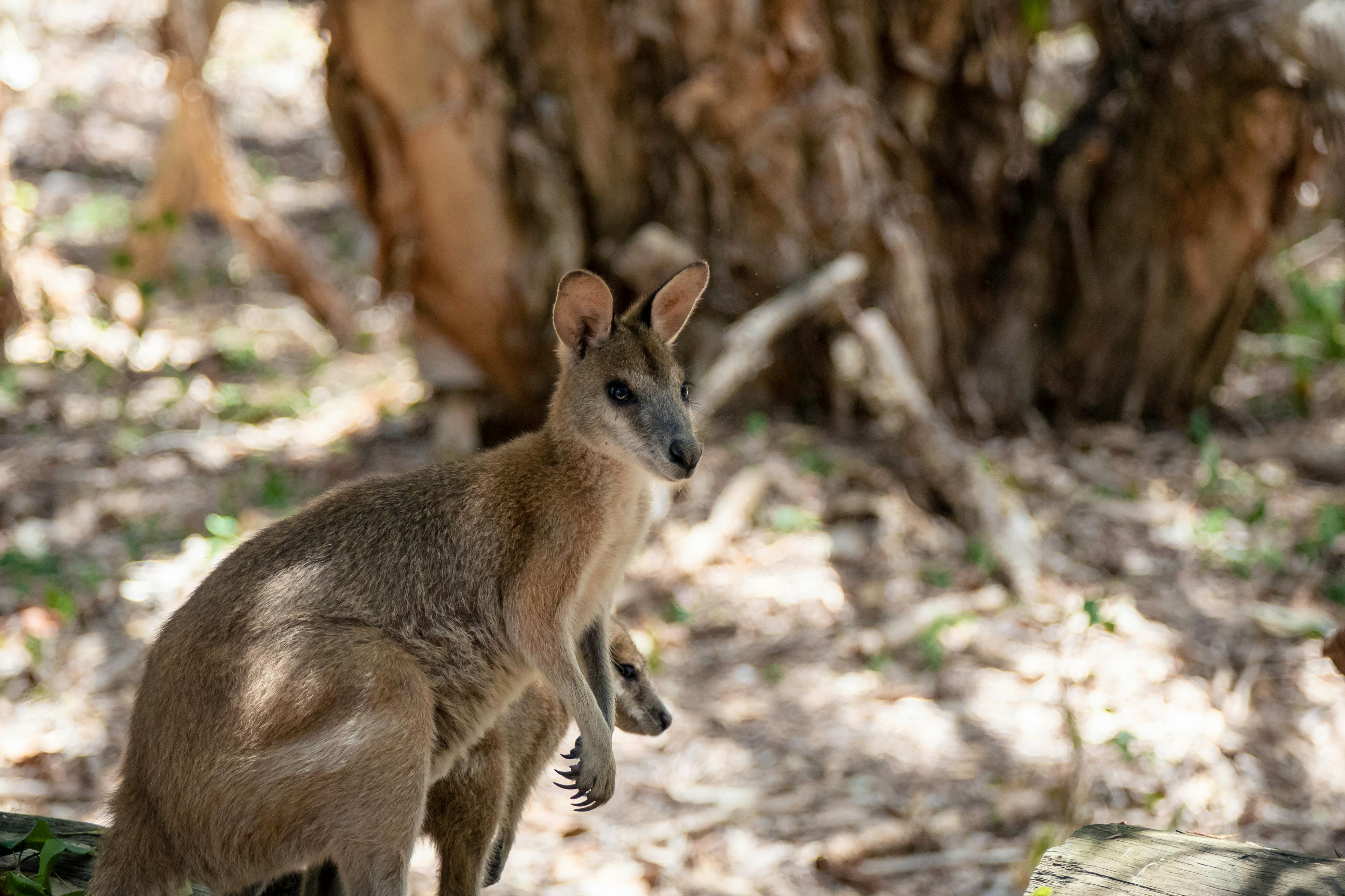 Australian Wallaby with Joey in Natural Habitat · Free Stock Photo