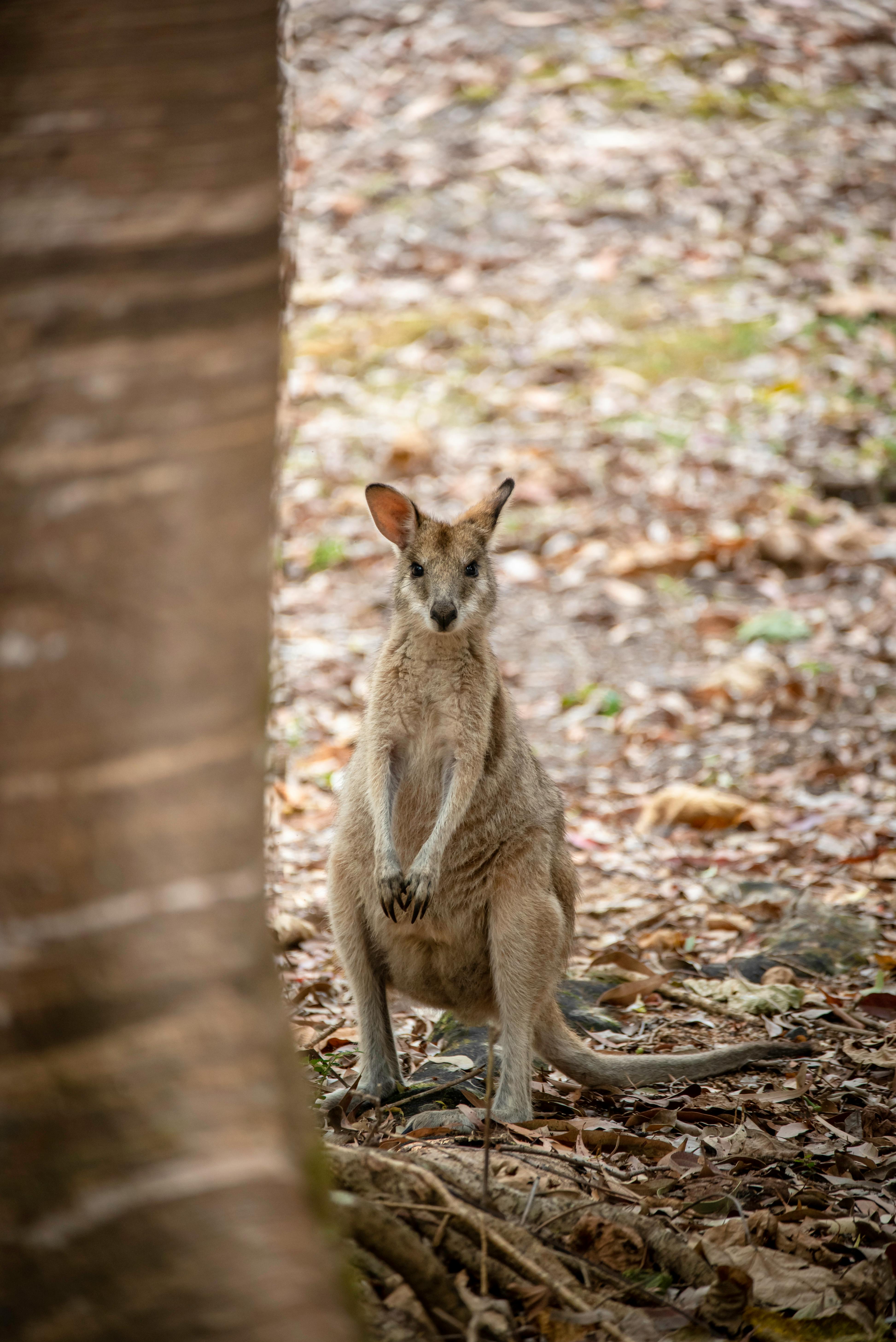 Wild Wallaby in Natural Australian Habitat · Free Stock Photo