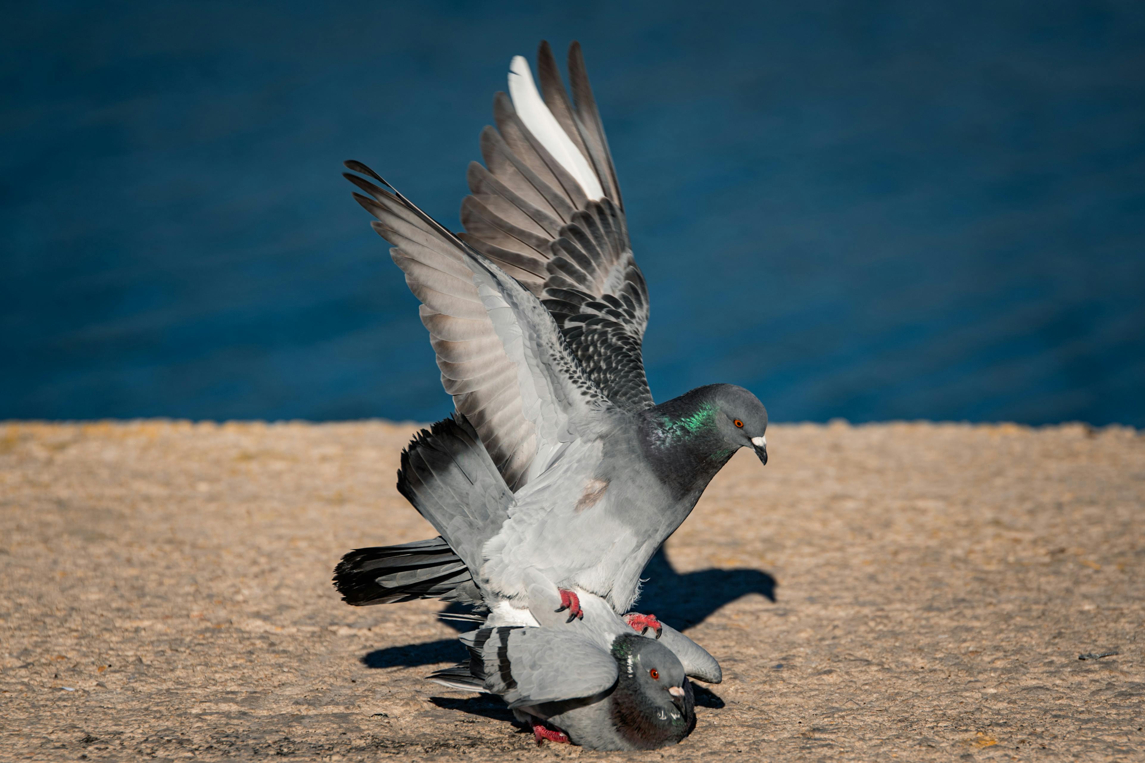 Grayscale Photo of Tow Pigeons · Free Stock Photo