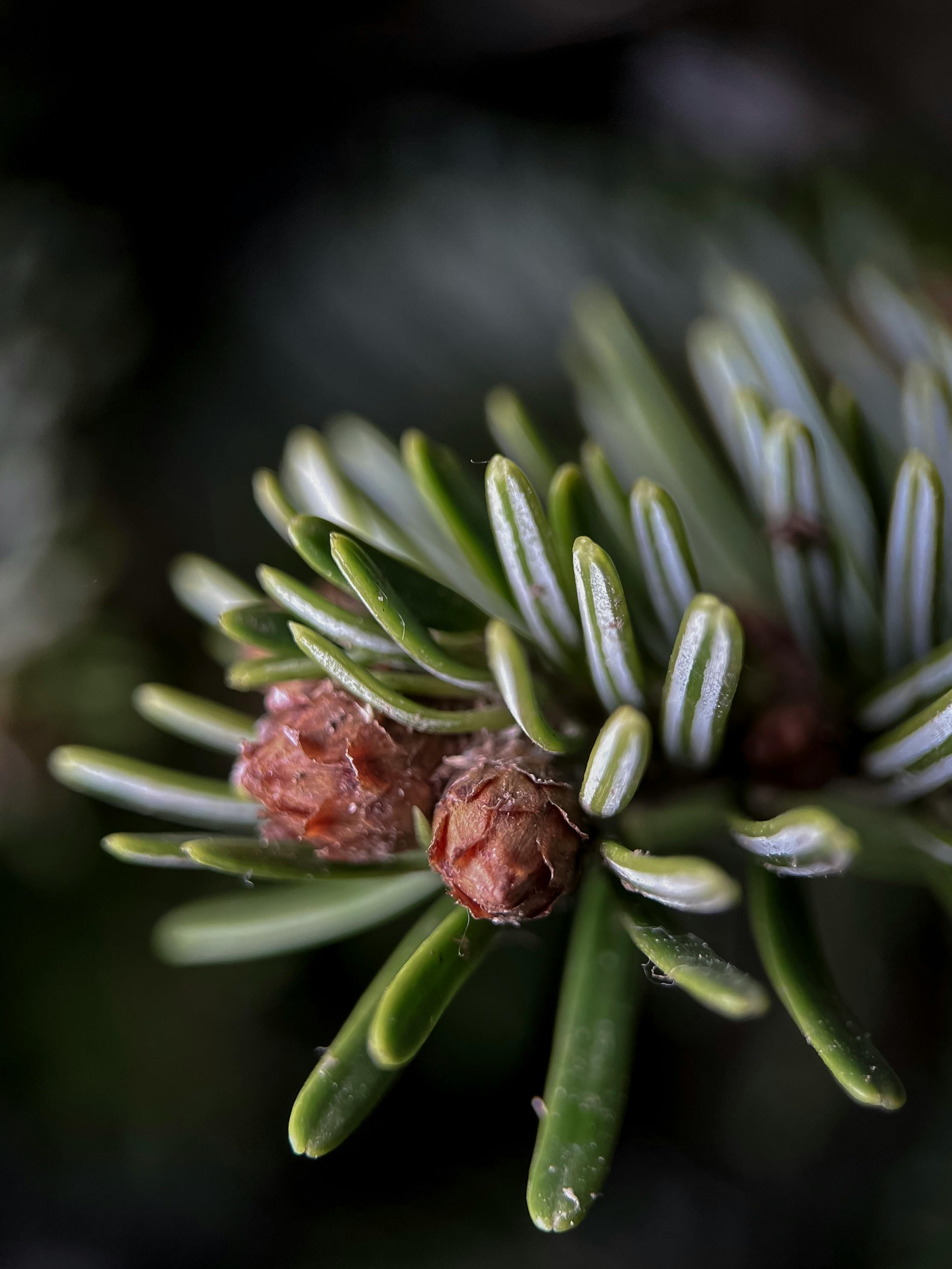 Close-up of Pine Buds with Green Needles · Free Stock Photo