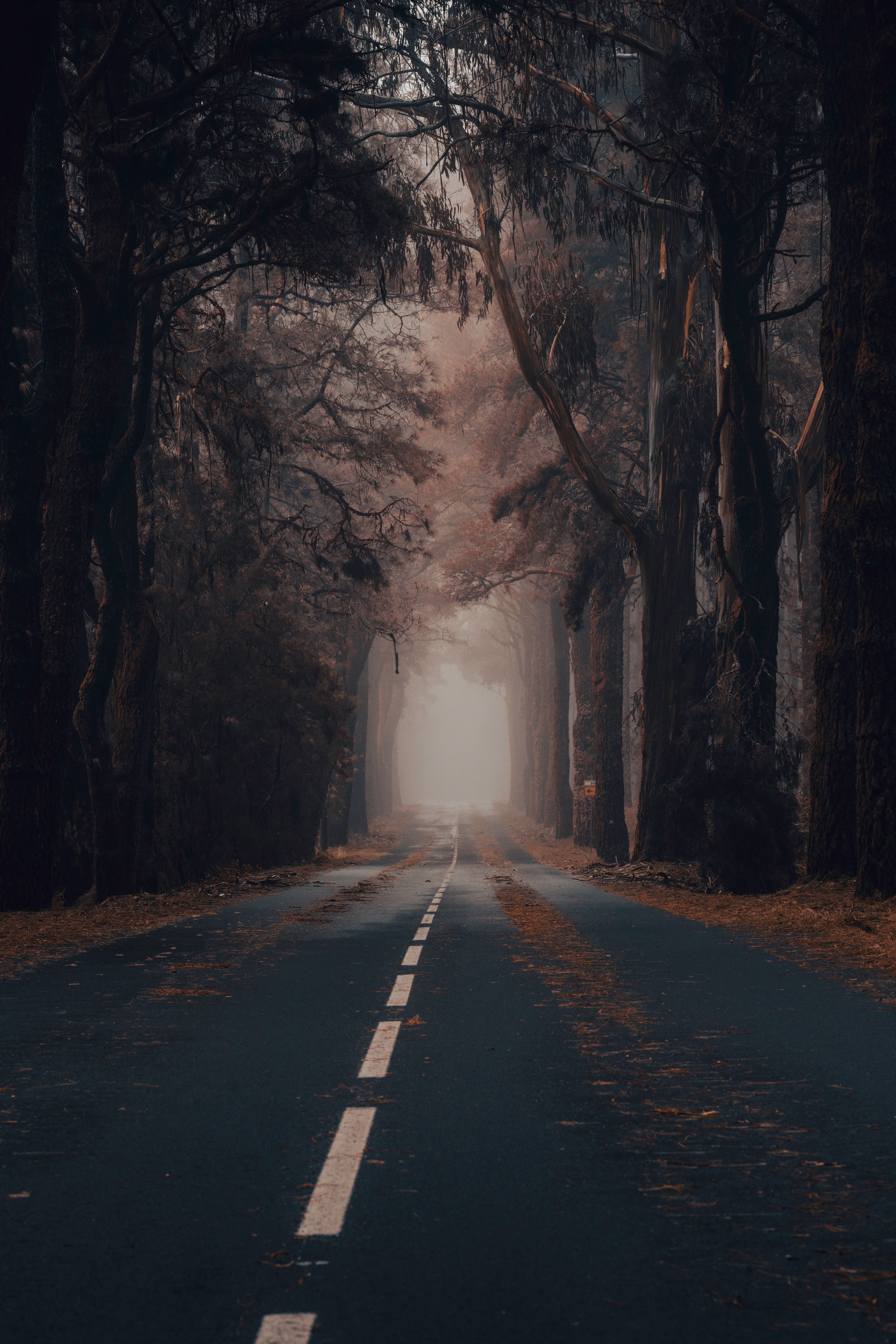 Dramatic Forest Road Lined with Towering Trees · Free Stock Photo