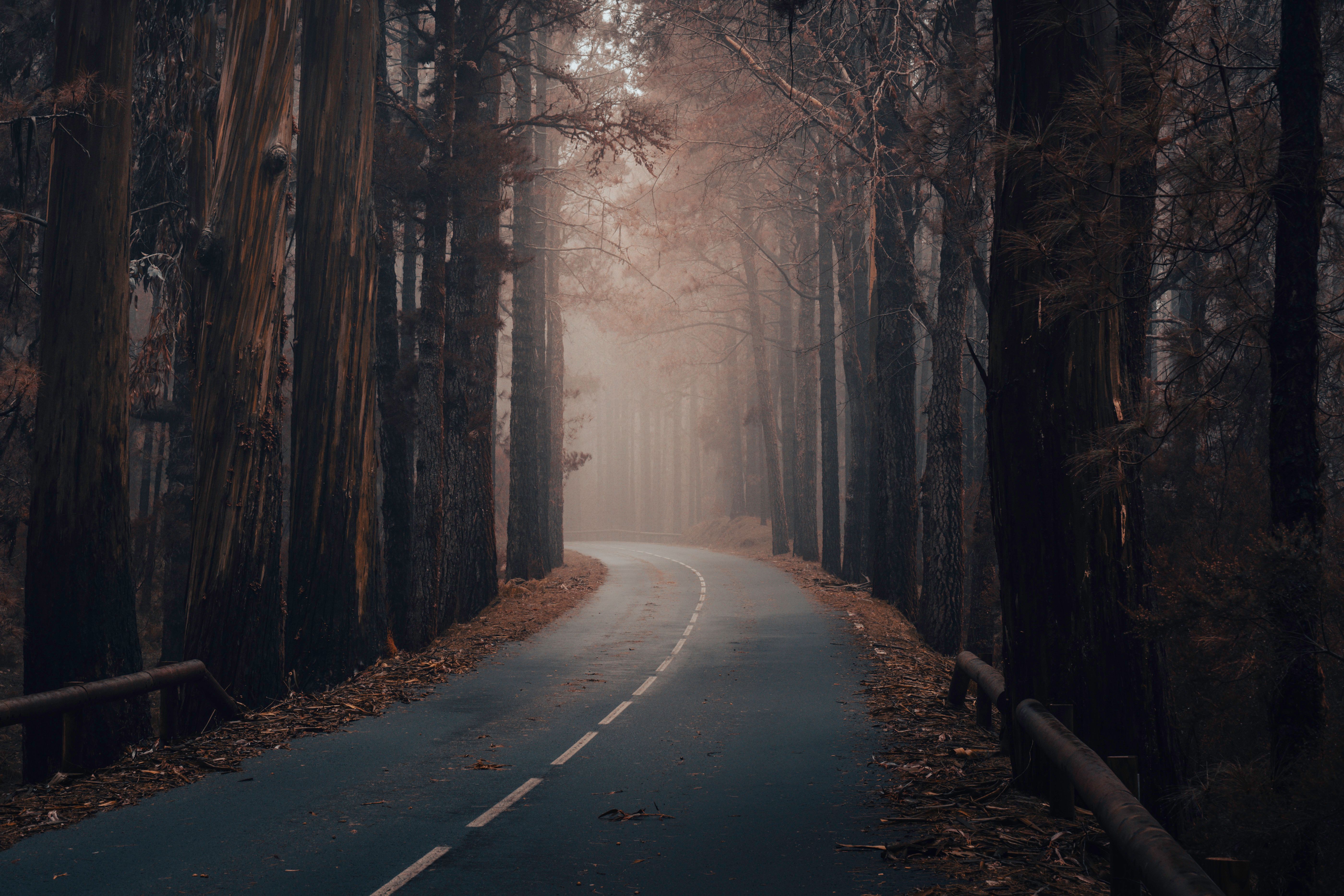 Camino Brumoso A Través De Un Bosque Sereno · Foto de stock gratuita