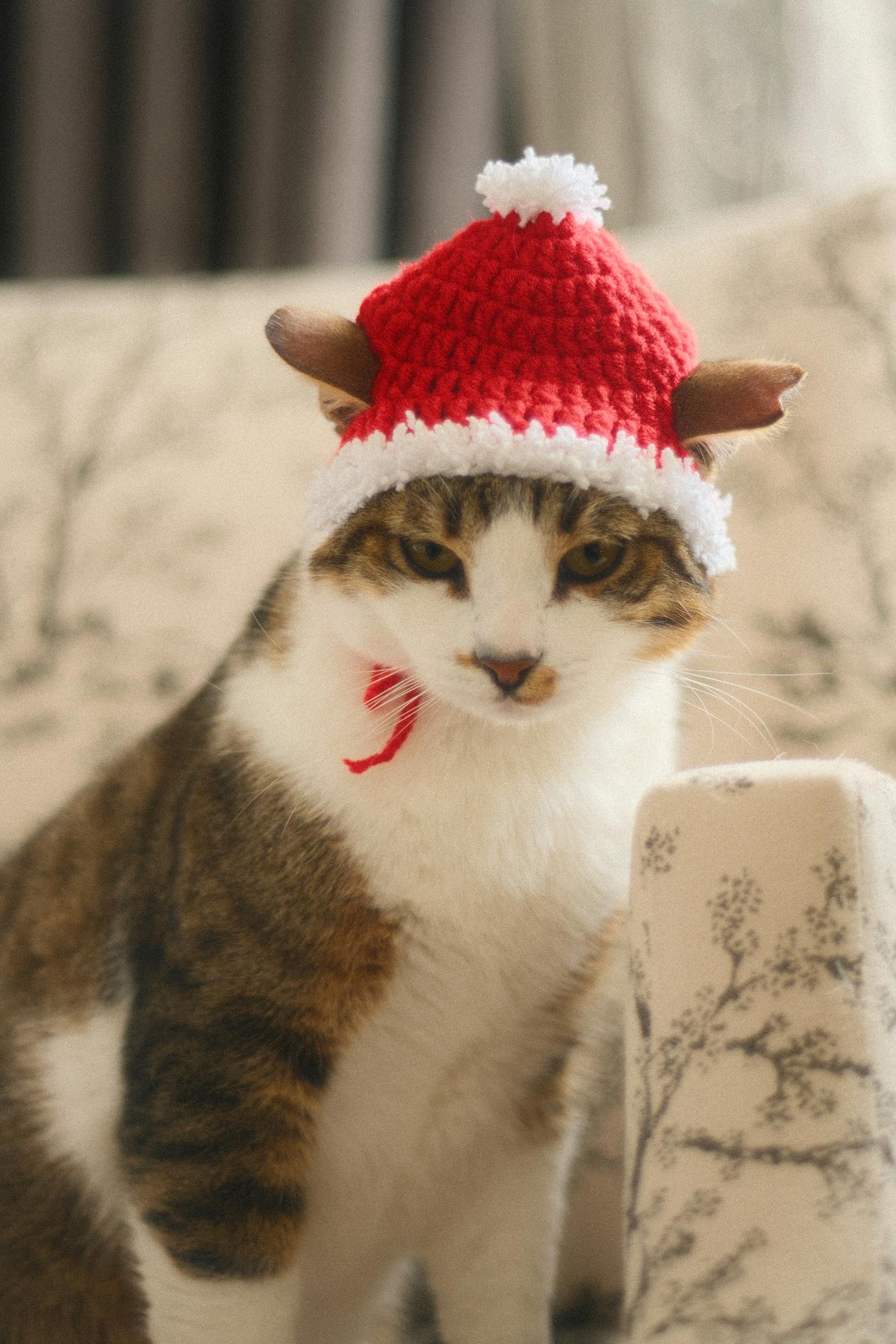 70 000+ Chat De Noel banque d’images et photos libres de droit ...