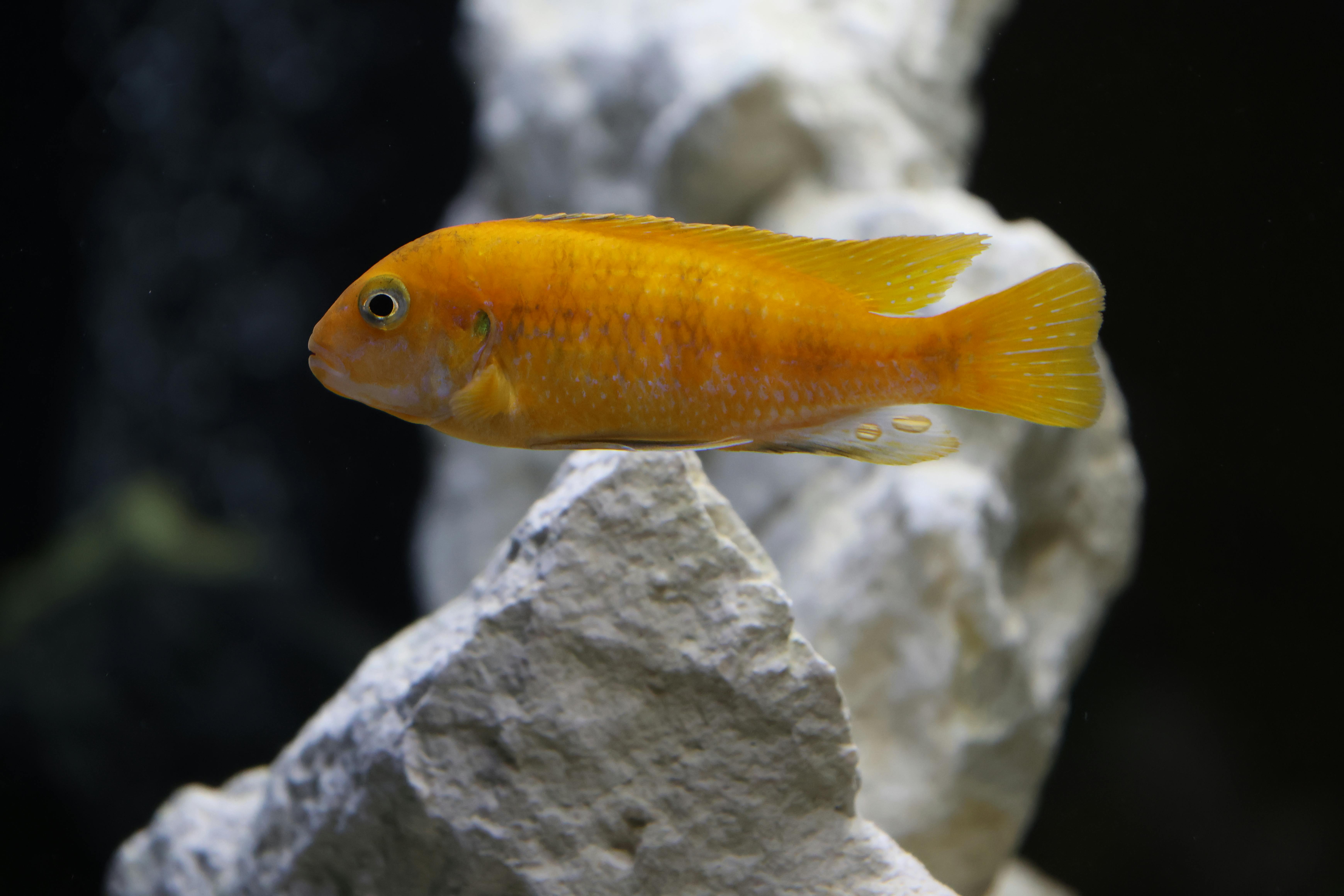 Bright Yellow Cichlid in Aquarium Rock Setup · Free Stock Photo